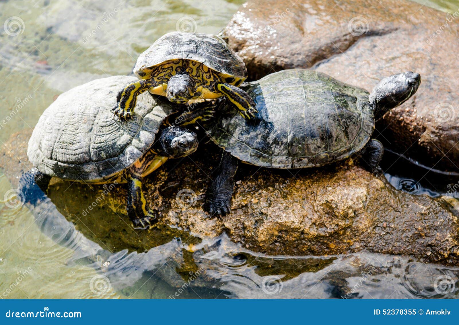 Water tortoises outdoors stock image. Image of outside - 52378355