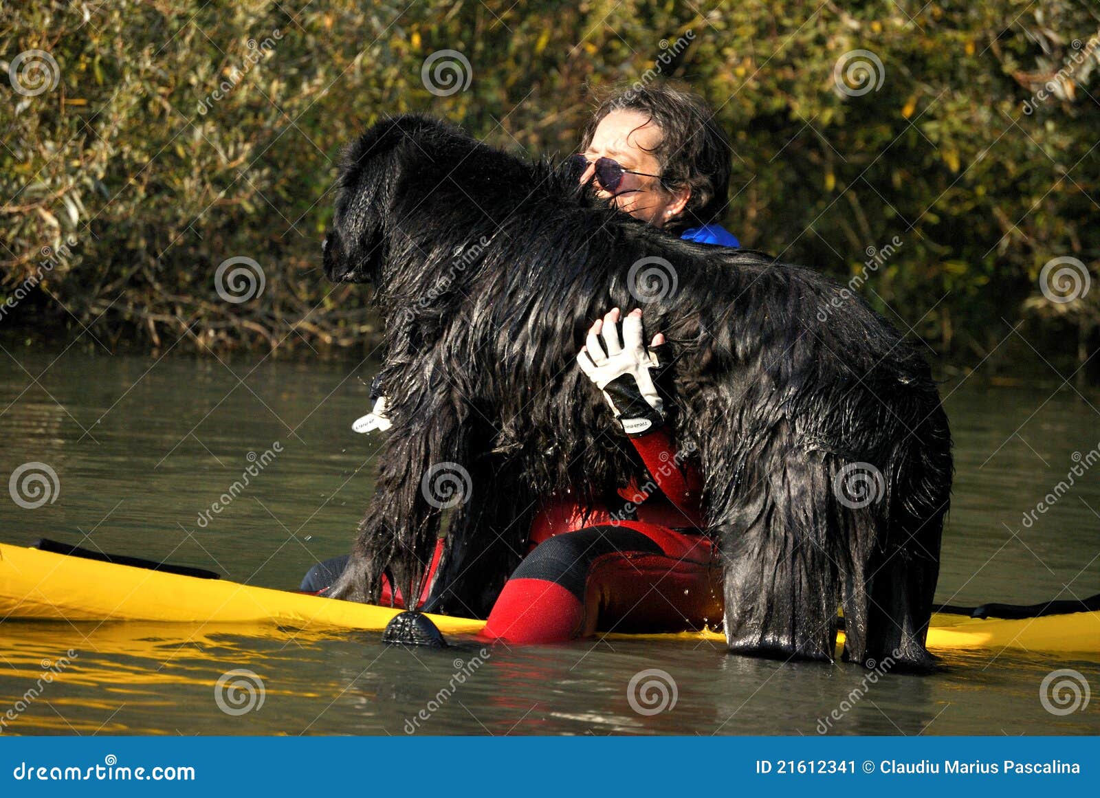 Water training dog editorial photo. Image of italian - 21612341