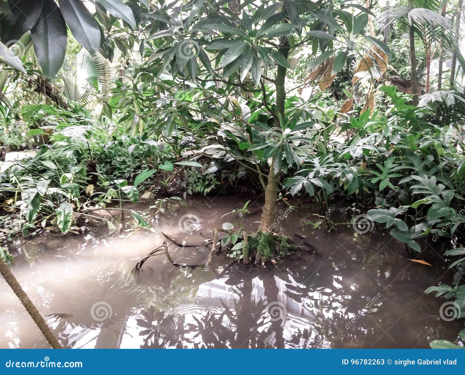 Water tree stock image. Image of water, tree, forest - 96782263