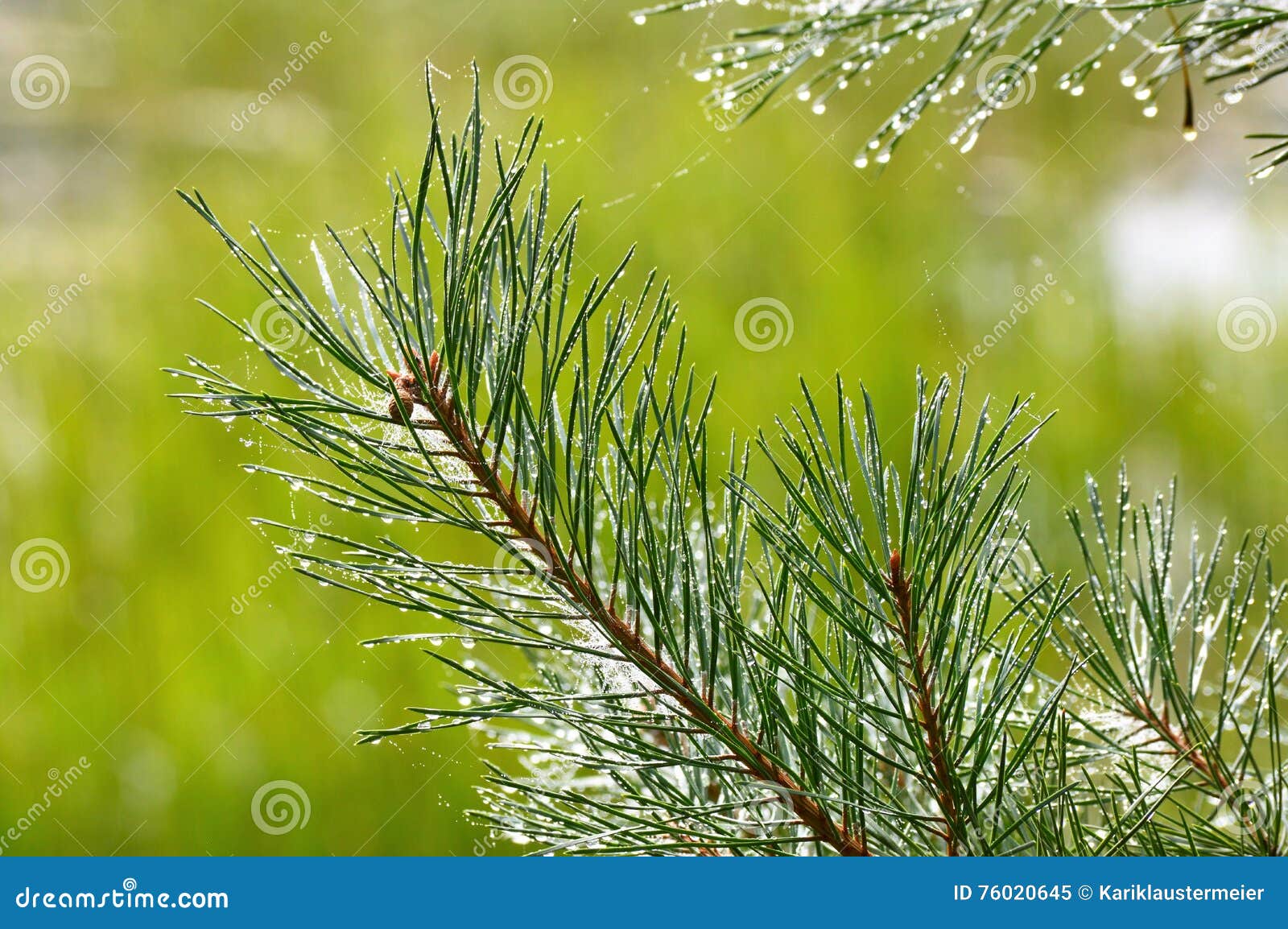 Water on Tree Branch stock image. Image of green, center - 76020645