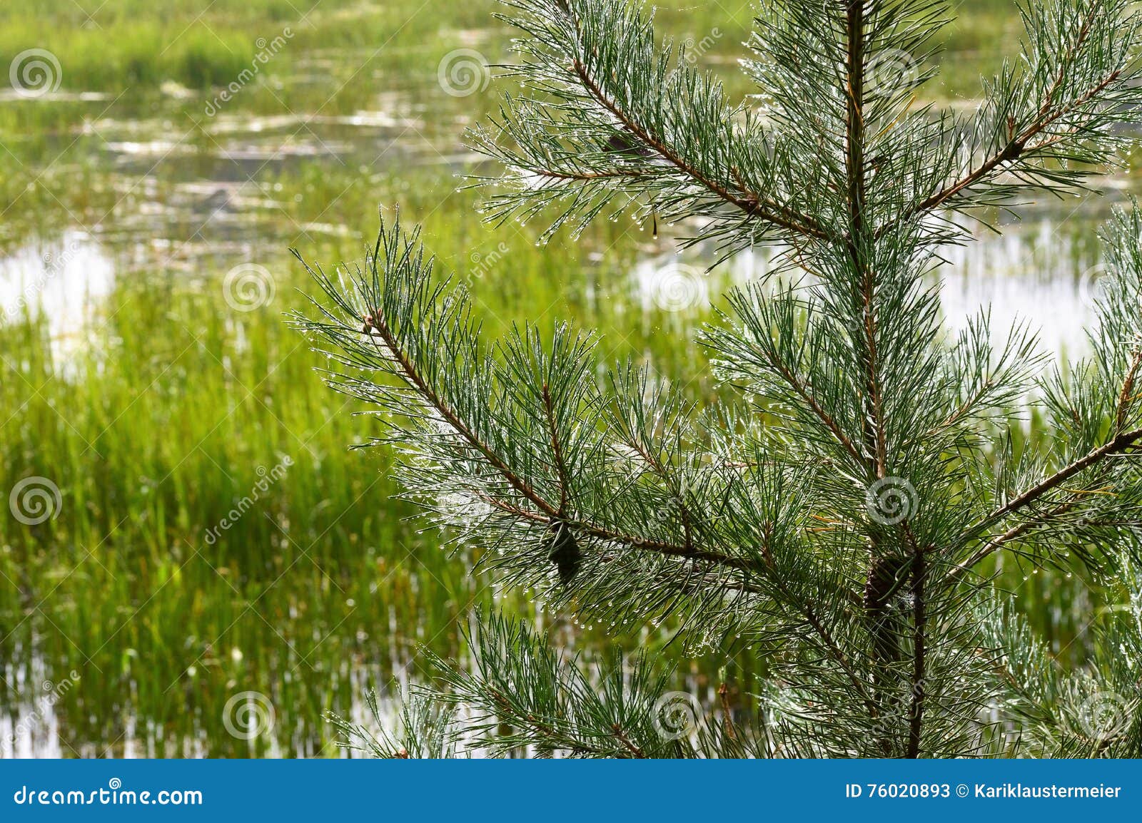 Water on Tree Branch stock image. Image of landscape - 76020893