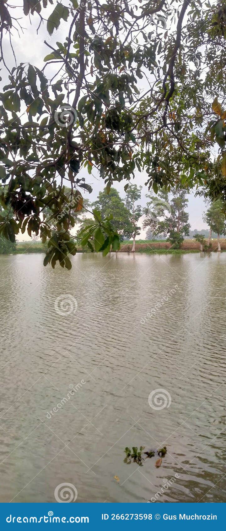 Water tree of dam raman stock photo. Image of wetland - 266273598