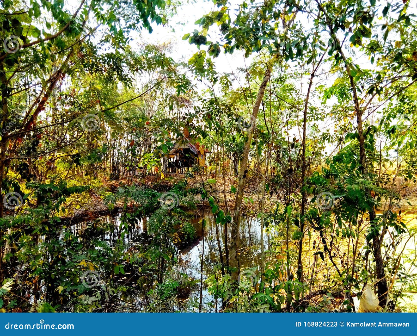 Water ,tree ,forest ,sky ,green Stock Image - Image of tree, forest ...