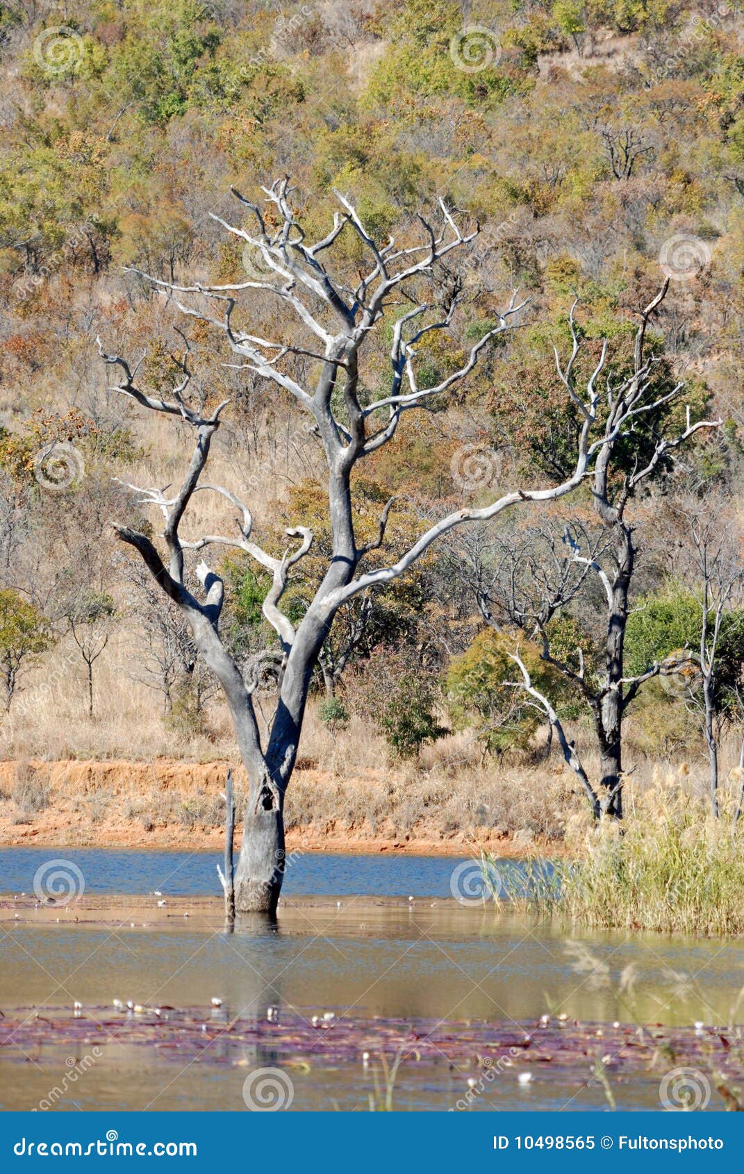Water and Tree Landscape stock image. Image of pond, water - 10498565