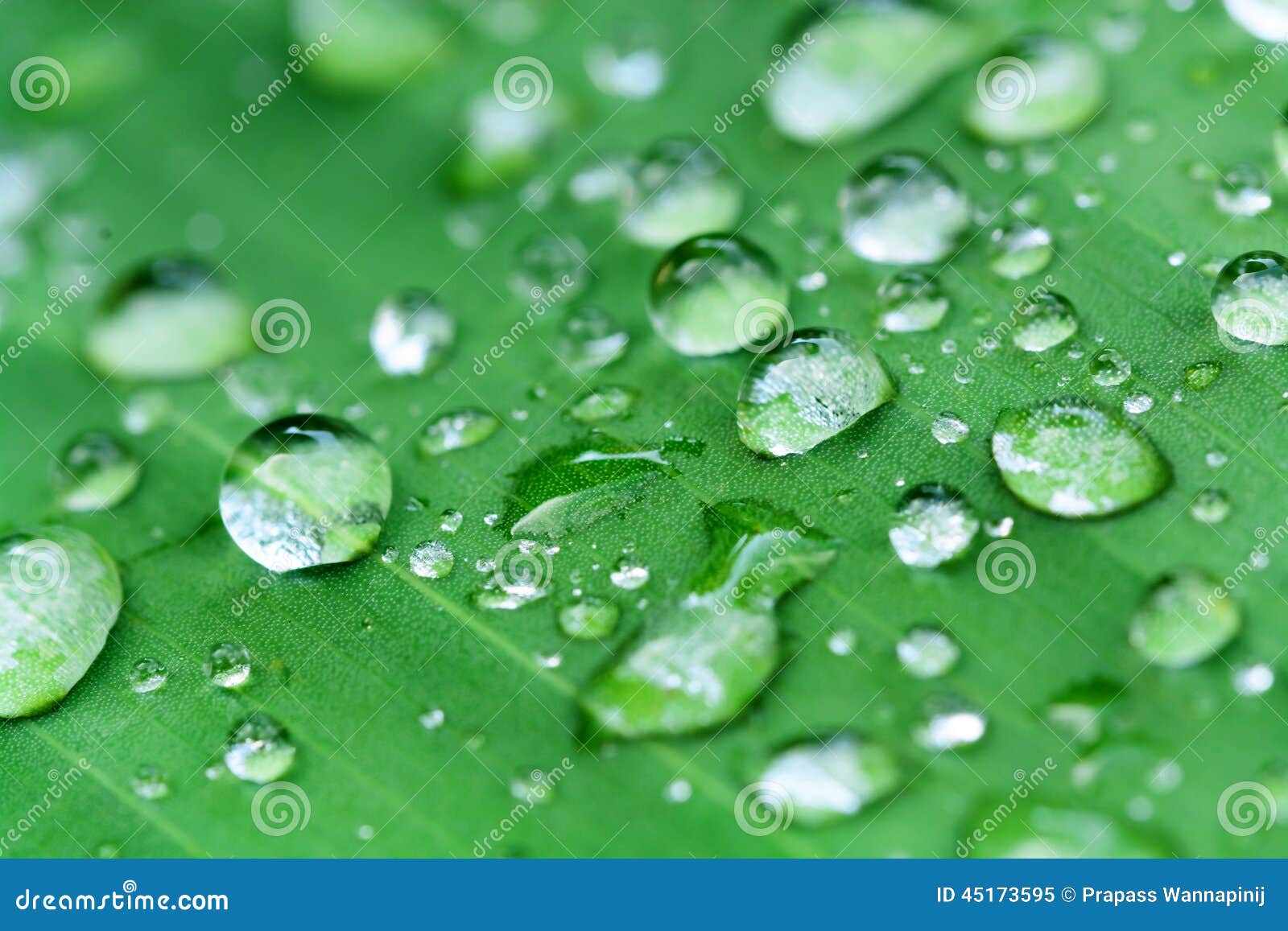 Water on tree leaf stock image. Image of macro, close - 45173595