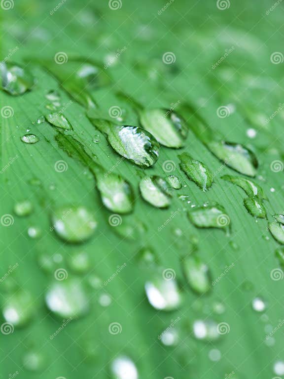 Water on tree leaf stock photo. Image of isolated, nature - 45174238