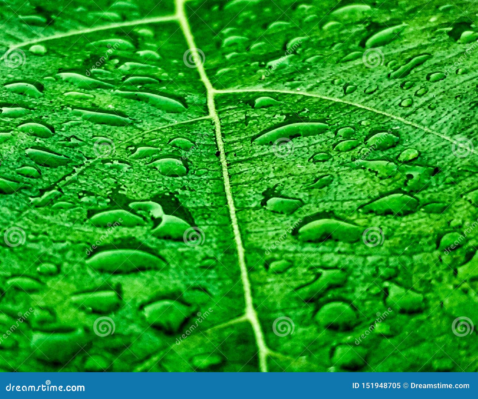 Water on tree stock image. Image of tree, pata, water - 151948705