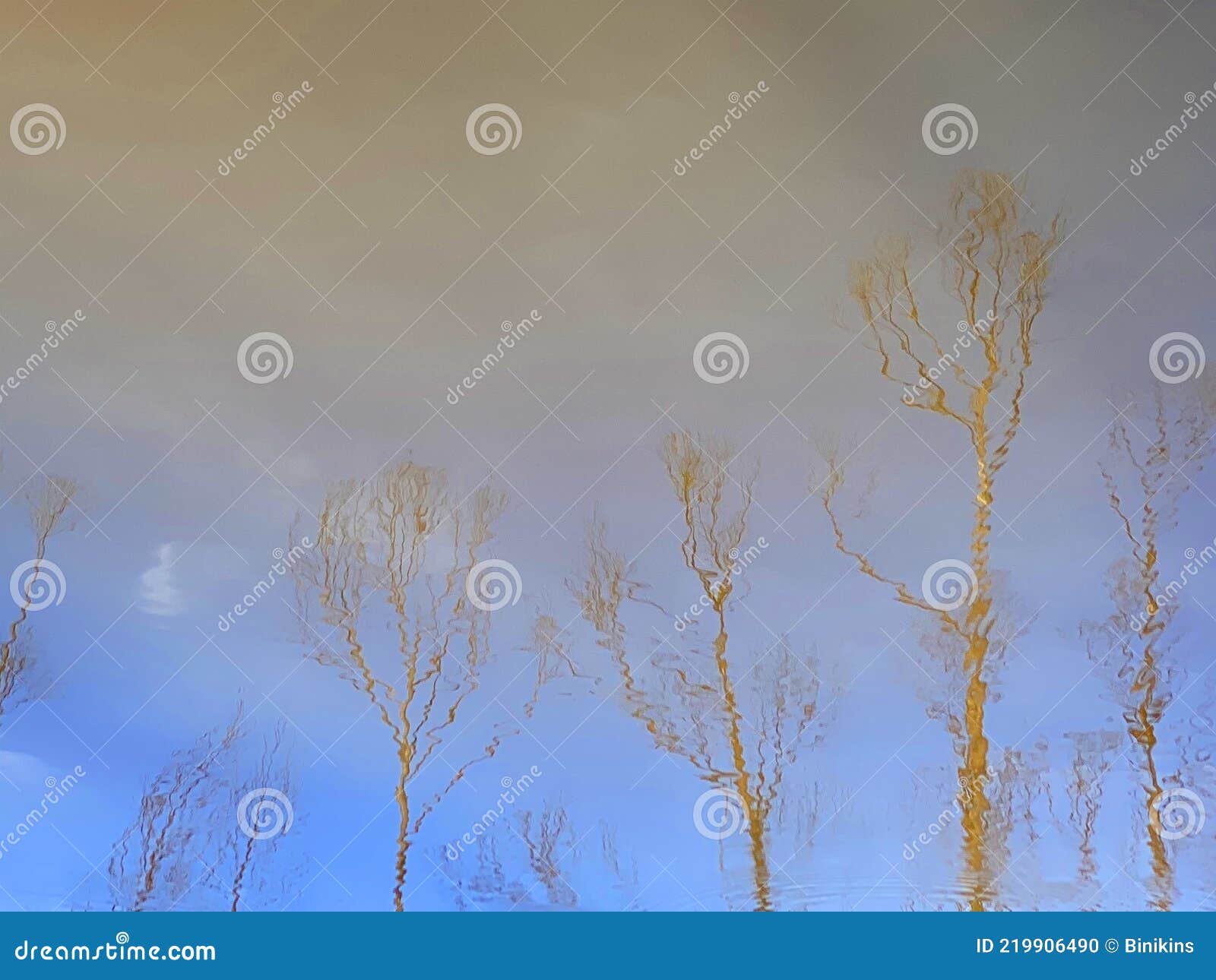 Water Tree Reflection stock photo. Image of calm, abstract - 219906490