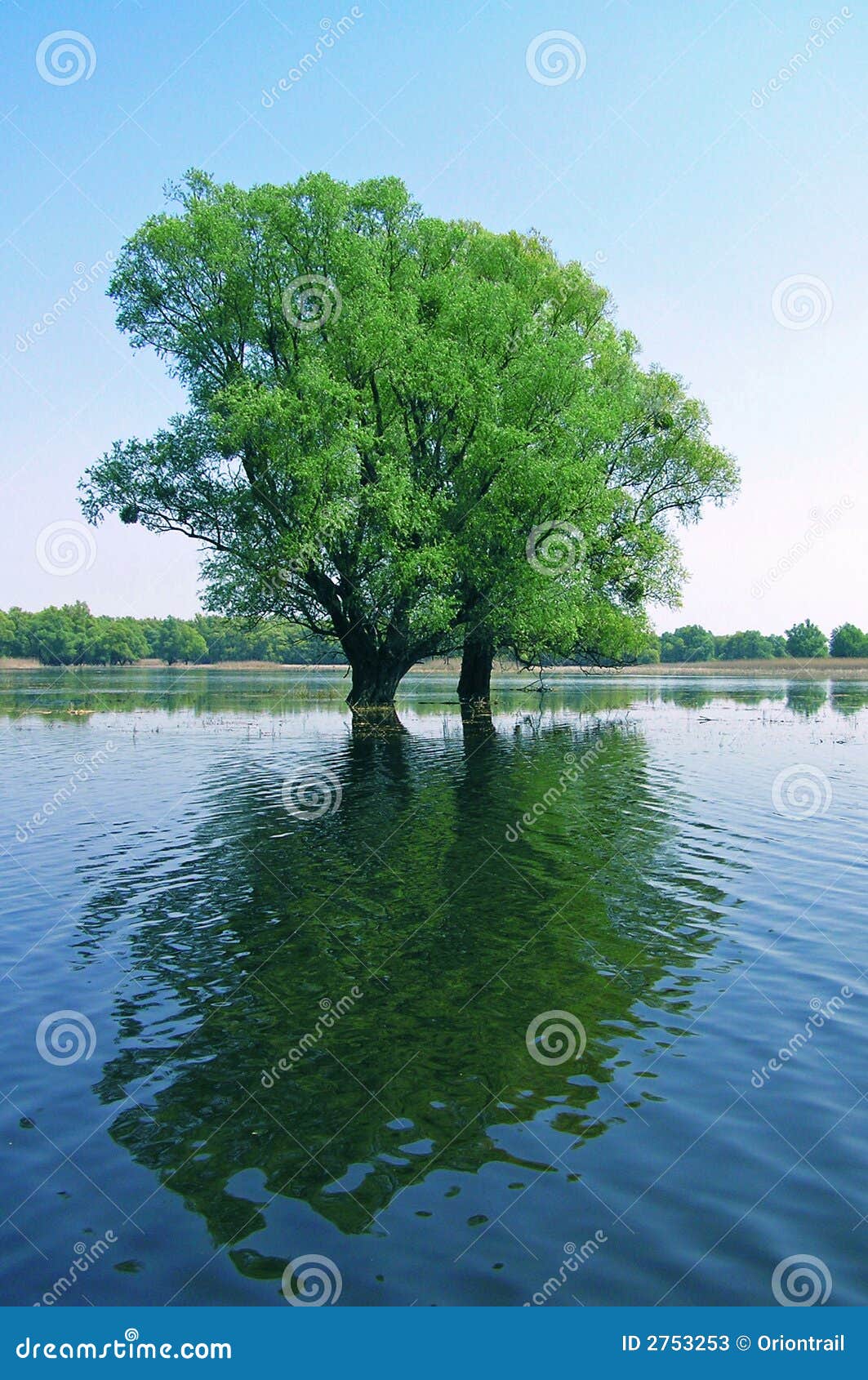 Water trees stock image. Image of blur, flooded, composition - 2753253