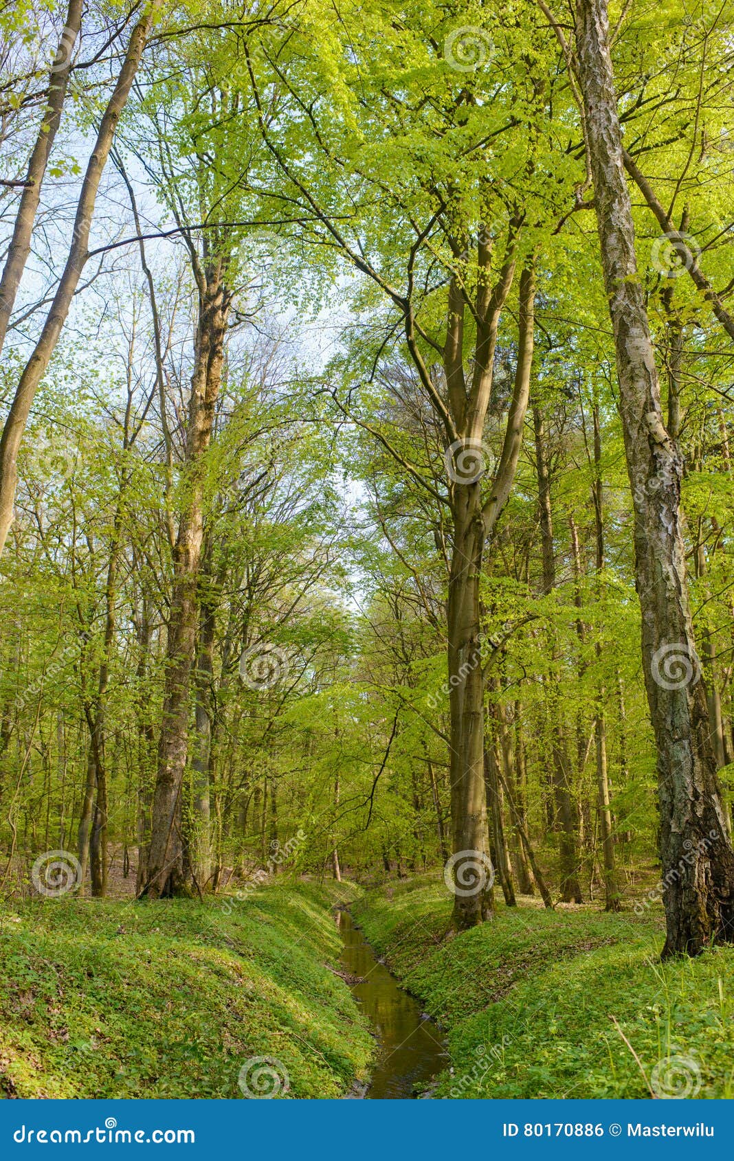 Water trench in the forest stock photo. Image of forest - 80170886