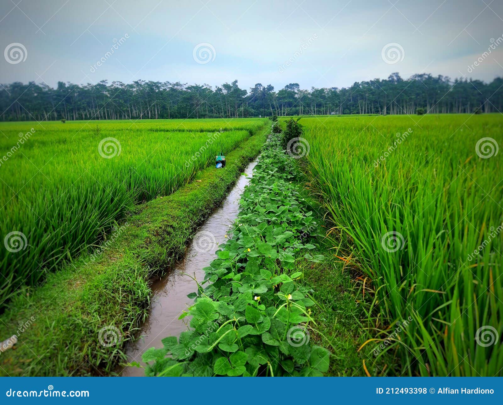 Water Trenches in Rice Fields Stock Photo - Image of fields, food ...