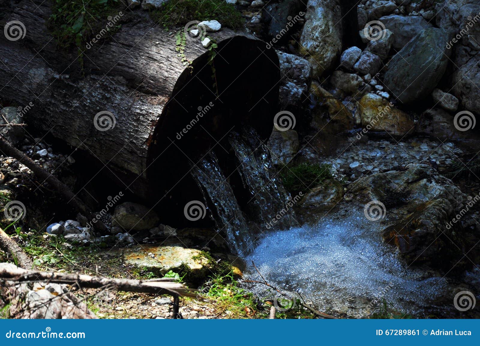Water from a trunk stock image. Image of nature, tree - 67289861