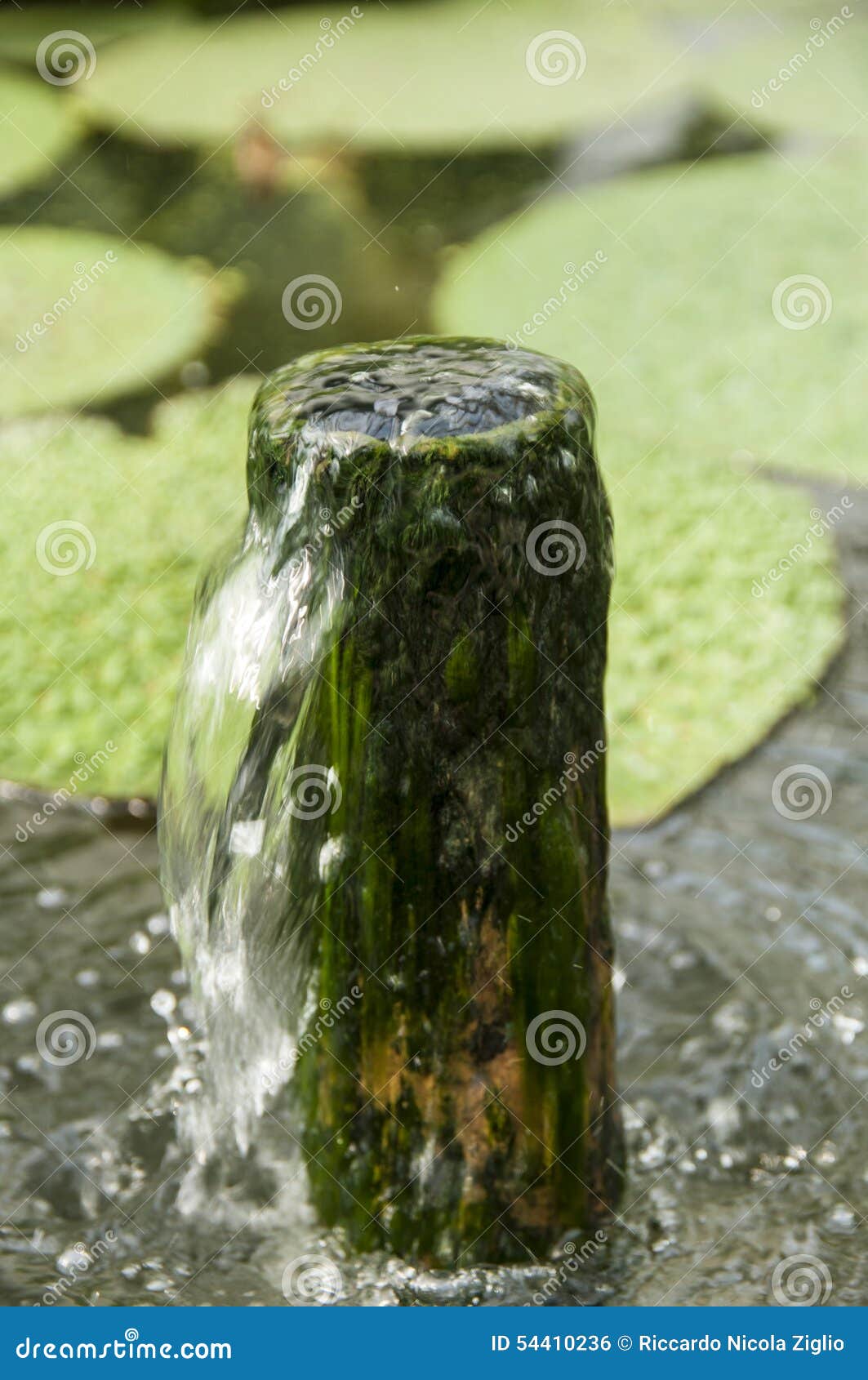 Water tube stock photo. Image of current, pond, plants - 54410236
