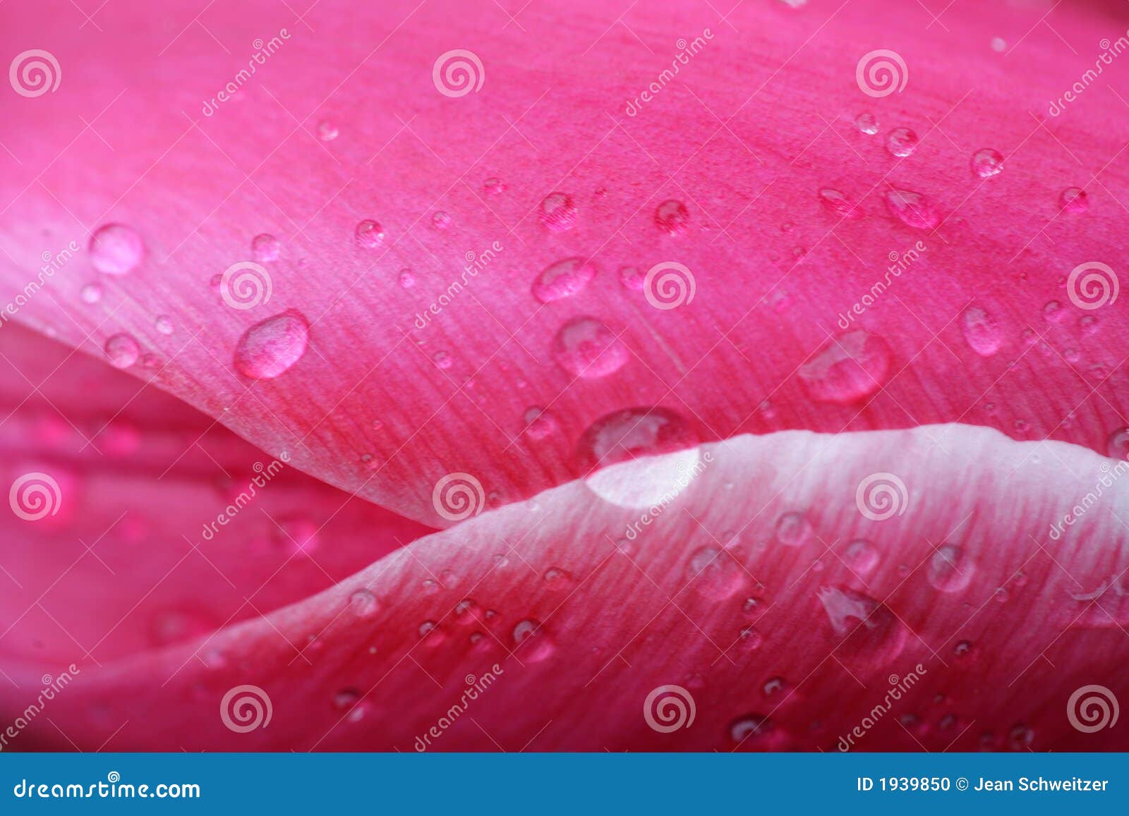 Water tulips stock photo. Image of blossoming, flowering - 1939850