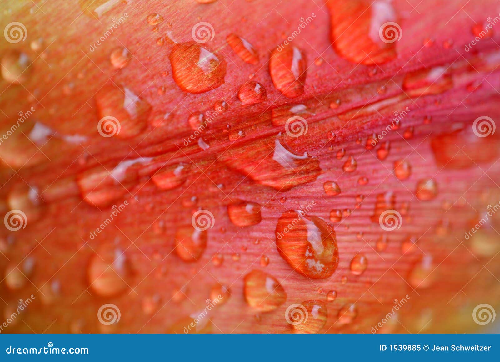 Water tulips stock image. Image of drop, flowers, detail - 1939885