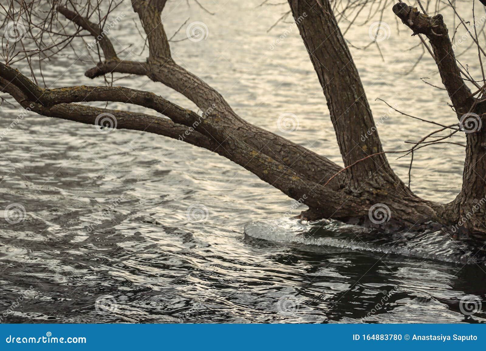 Tree drowns stock photo. Image of belarus, water, river - 164883780