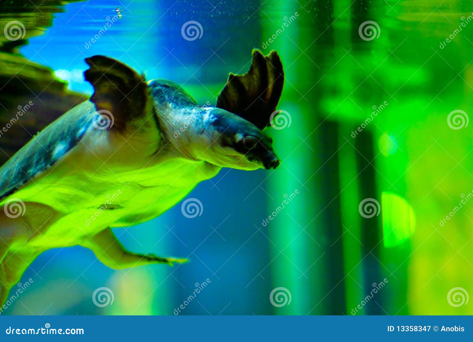 Water turtle stock image. Image of nature, animals, reef - 13358347