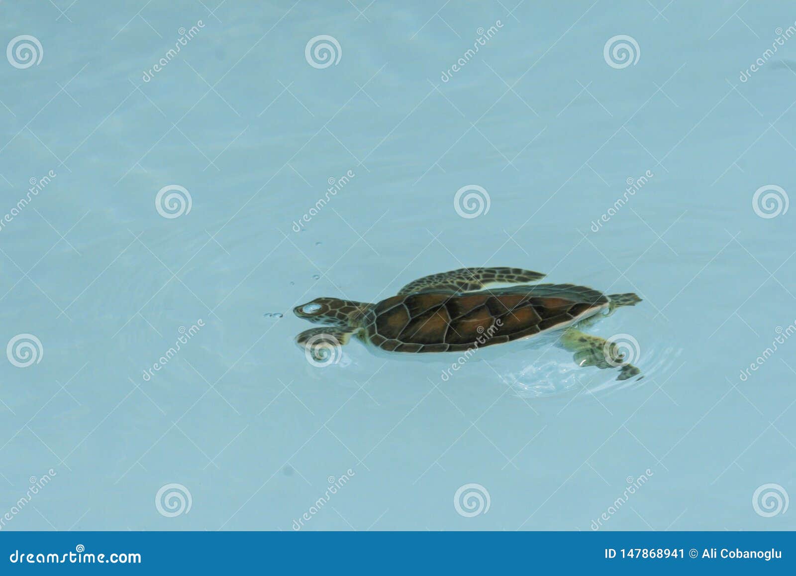 Little Water Turtle Diving the Water Stock Image - Image of coral ...