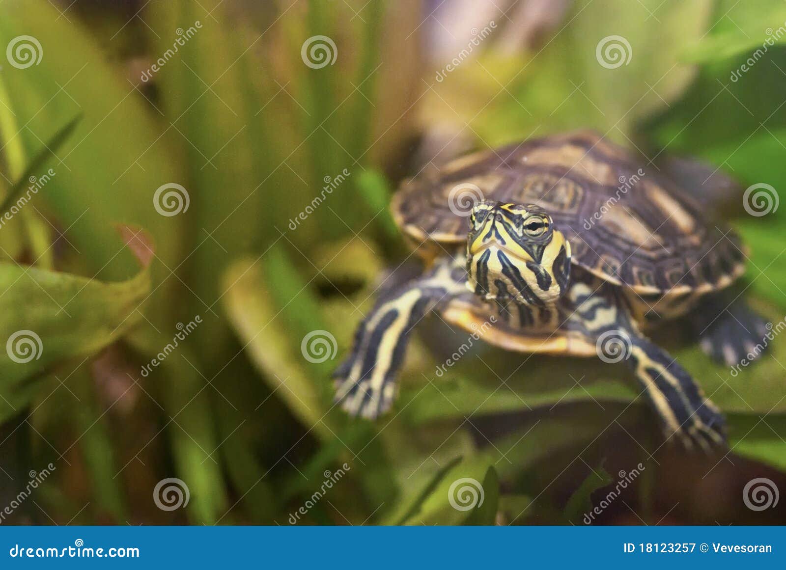 Water turtle stock image. Image of aquatic, amphibian - 18123257