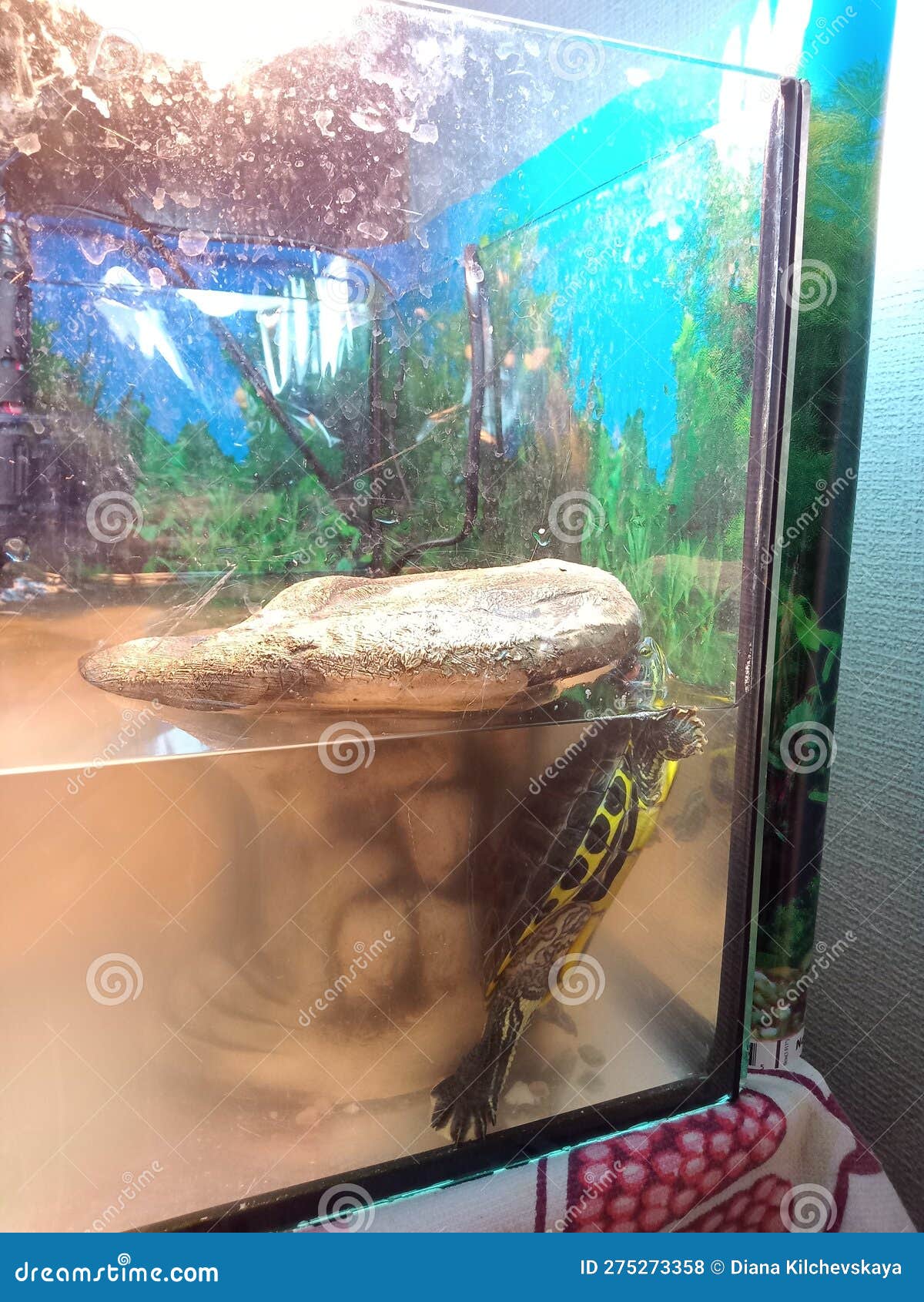 A Water Turtle in an Aquarium Stock Photo - Image of aquarium, turtle ...
