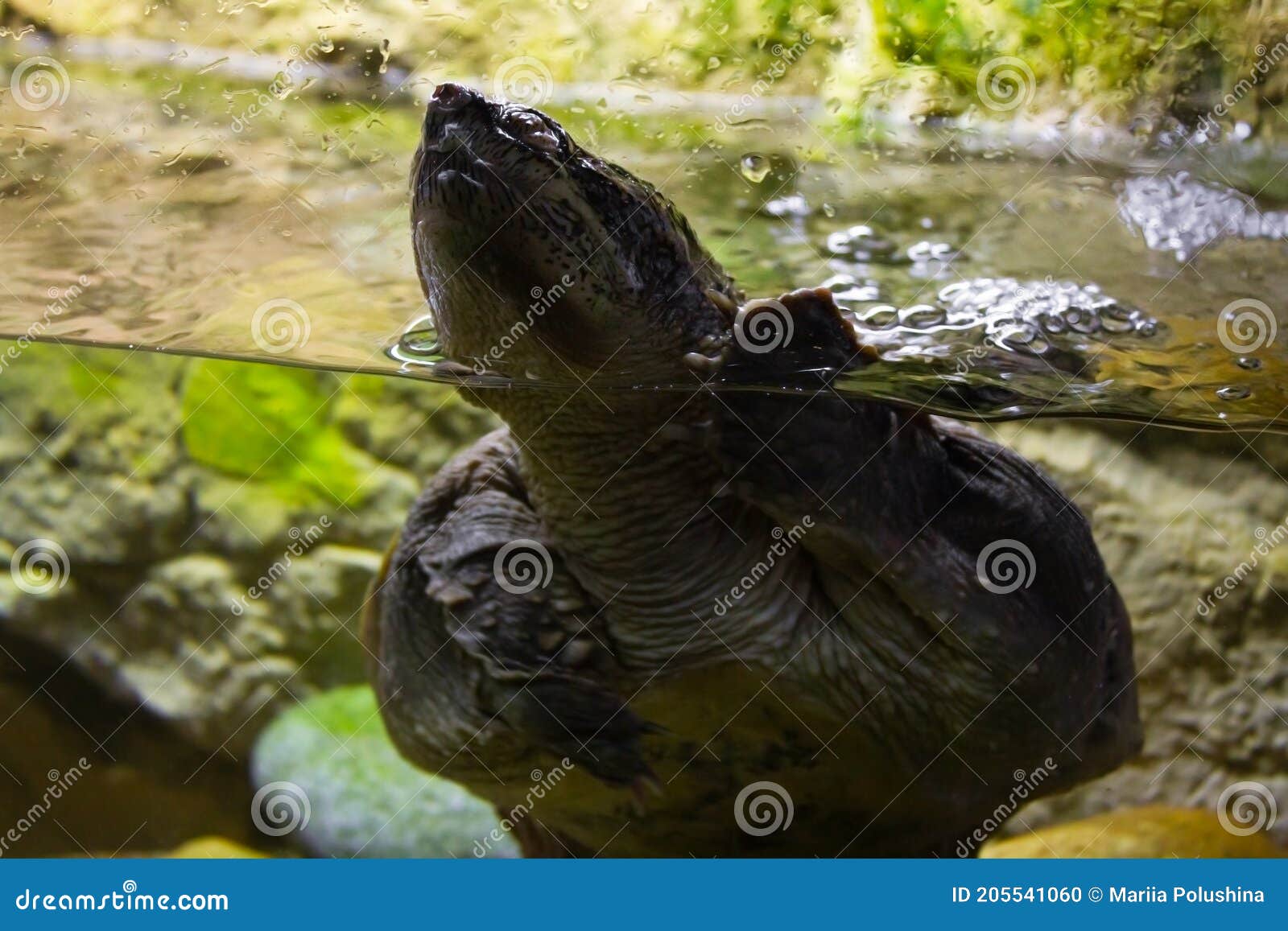 Water Turtle in Aquarium at Oceanarium Stuck Its Head Out of Water ...