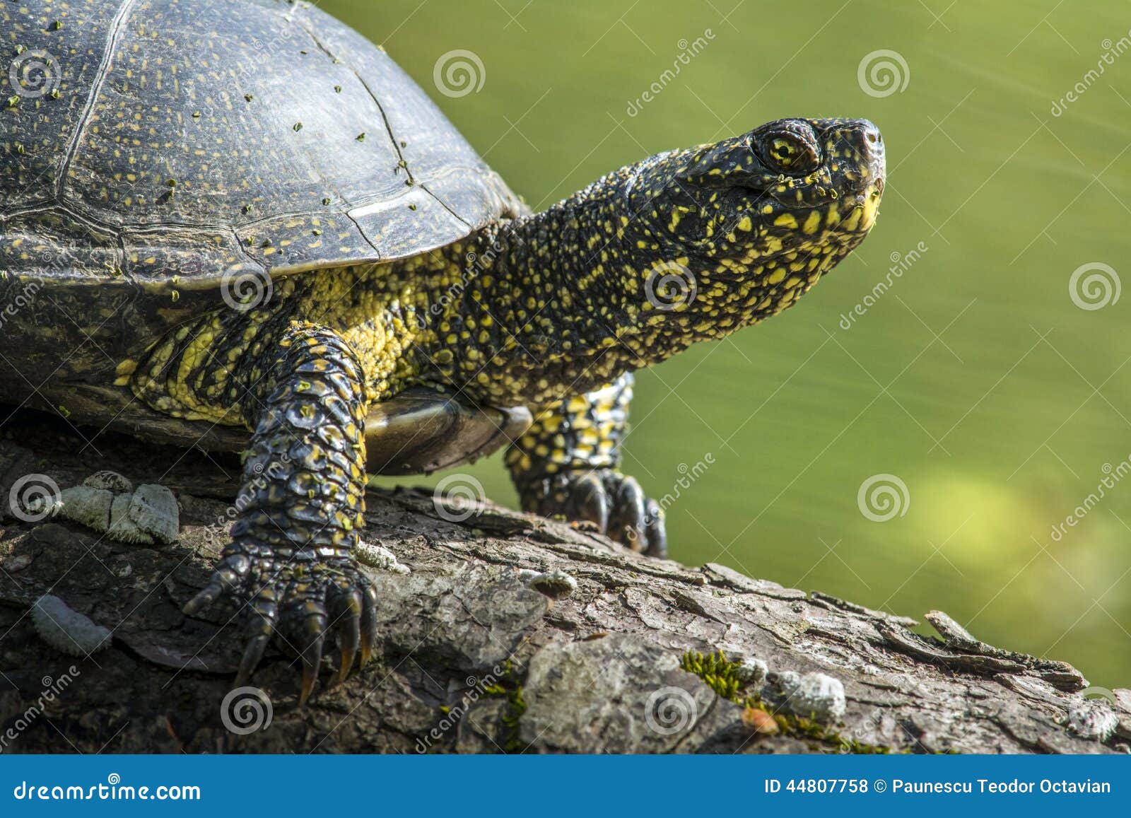 Water Turtle Watching From The Aquarium Royalty-Free Stock Image ...