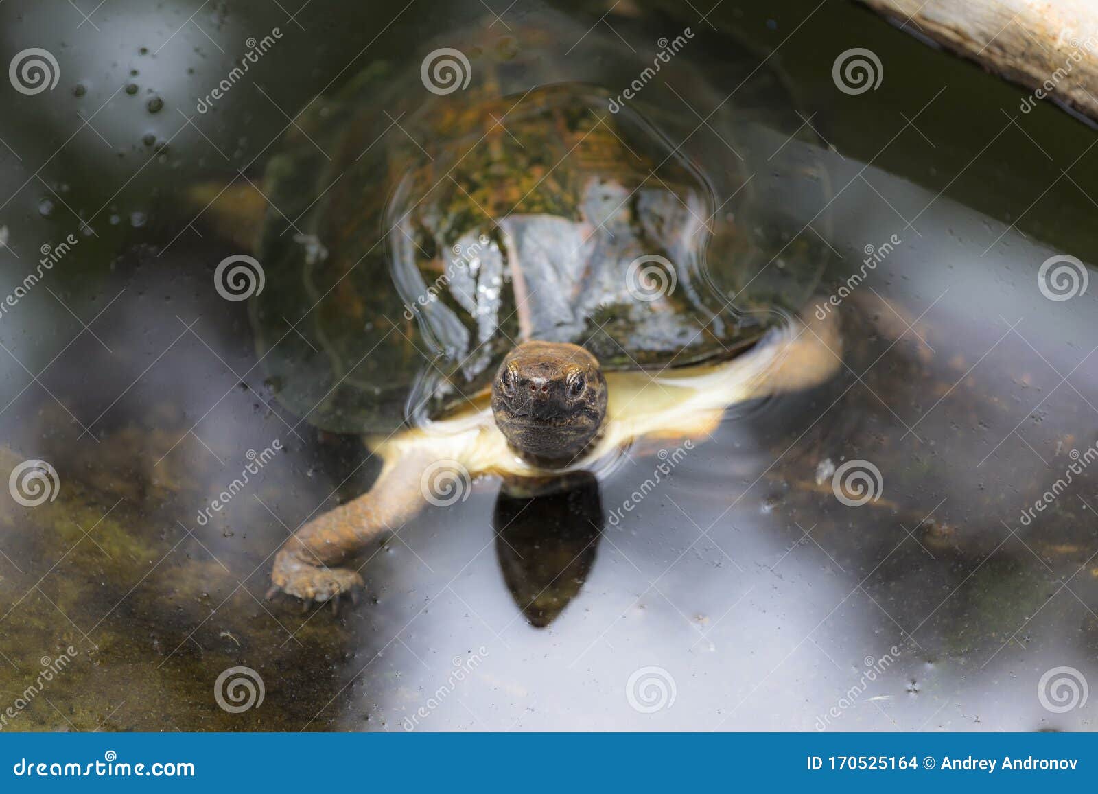 A Water Turtle Looks Out of the Water Stock Photo - Image of turtle ...