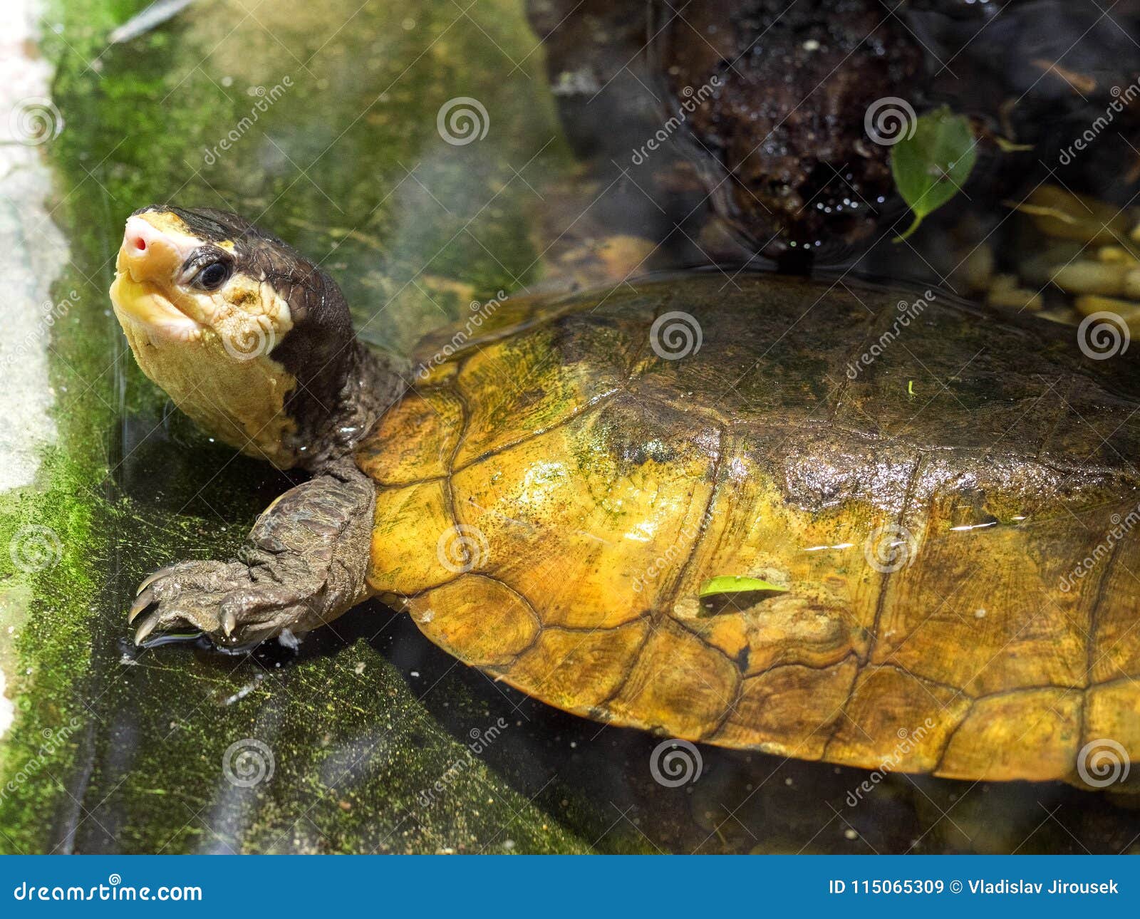 Water Turtle Malayan Flat-shell Turtle, Notices Platynota Stock Image ...