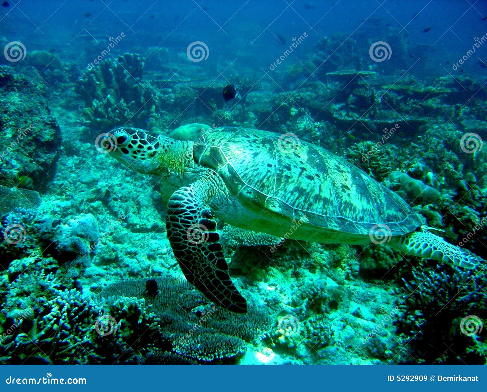 Water Turtle in Malaysia stock image. Image of sunray - 5292909