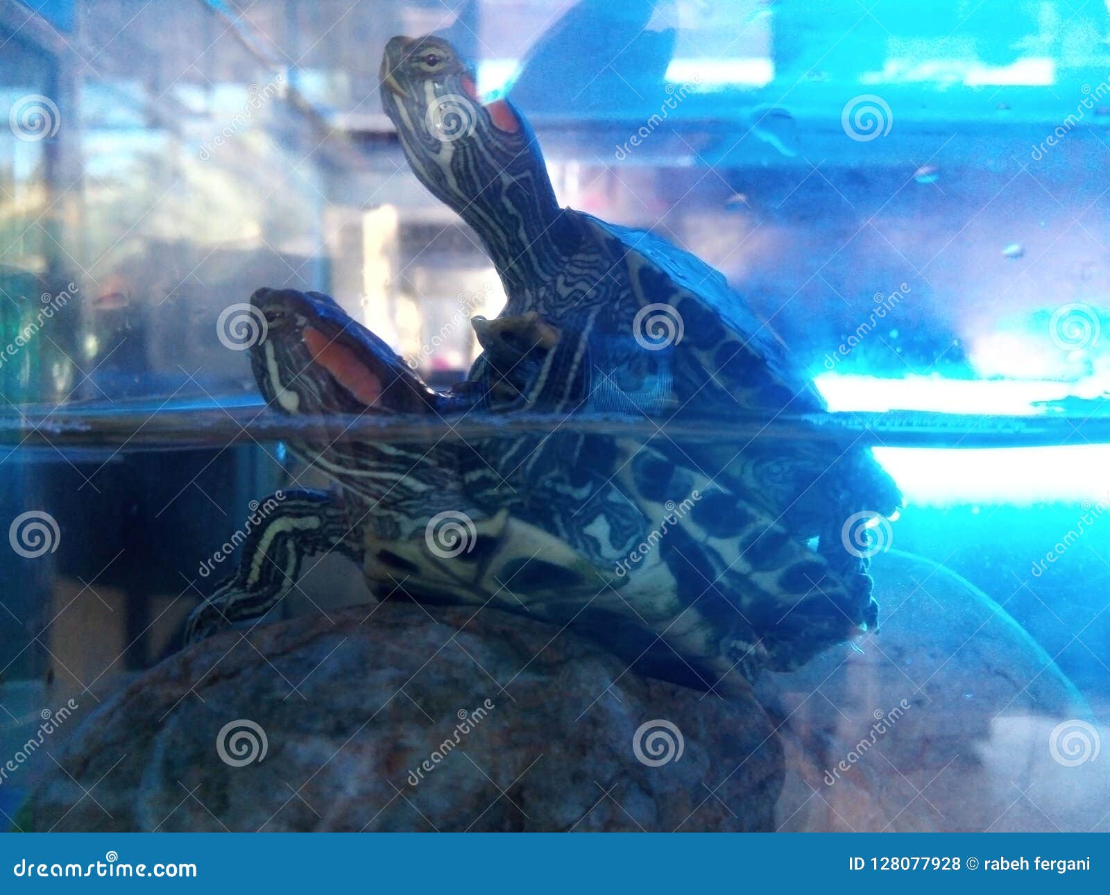 The water turtle mating stock photo. Image of cage, turtle - 128077928