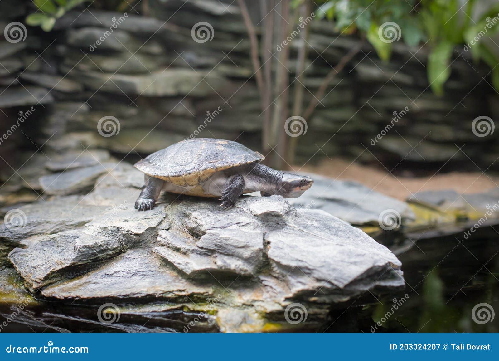 Water Turtle Out of the Water Stock Image - Image of frog, water: 203024207