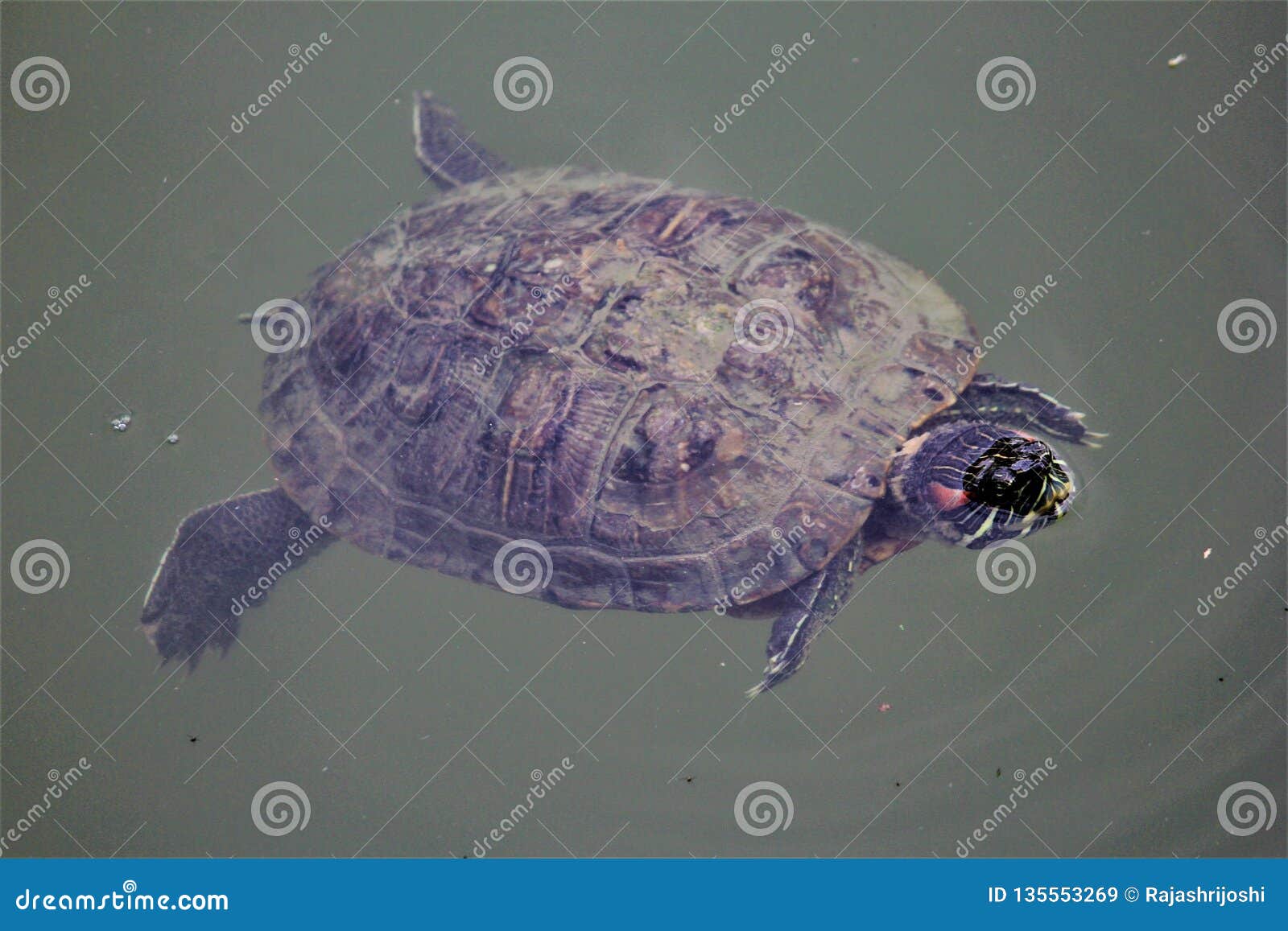 Water turtle in pond stock image. Image of marine, wildlife - 135553269