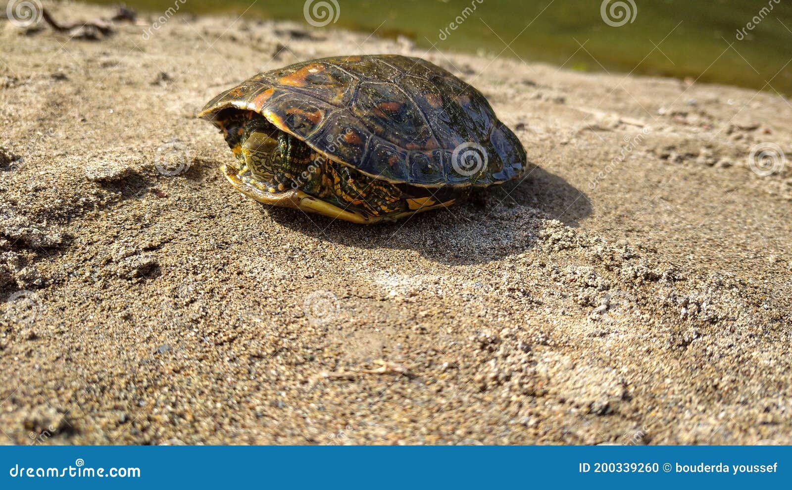 Water Turtle on the River Bank Stock Photo - Image of animal, snake ...