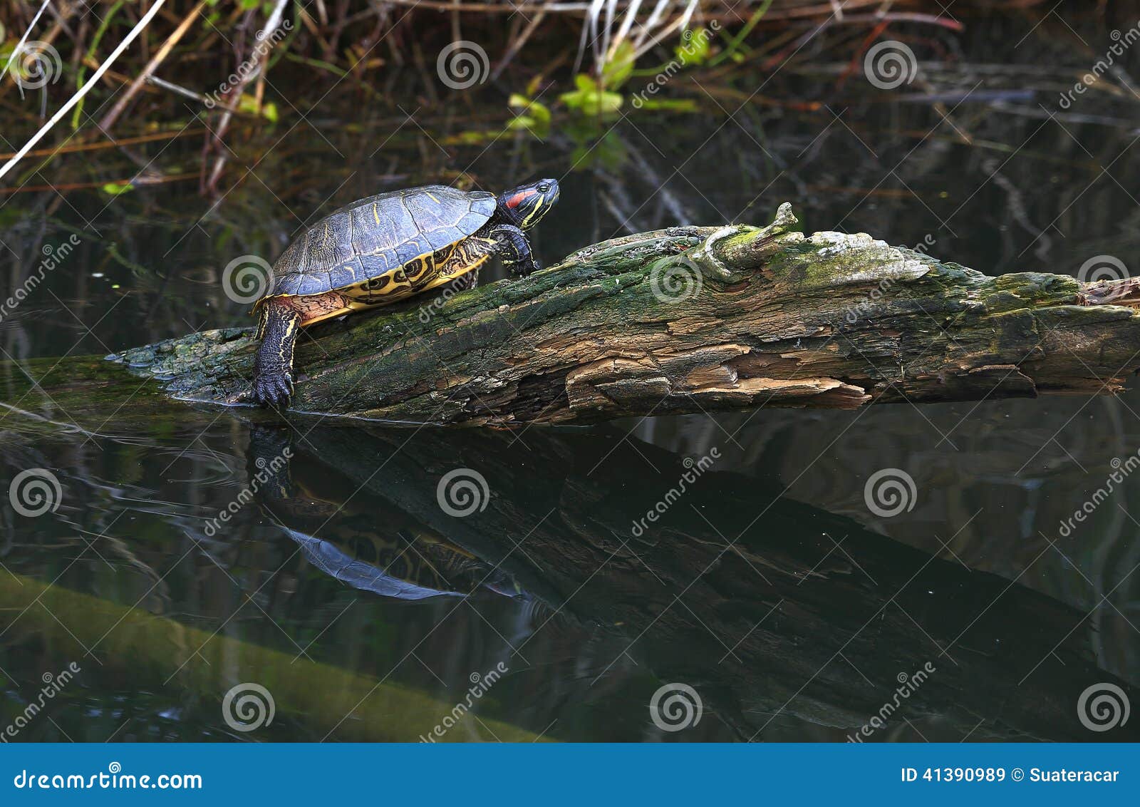 Water turtle stock image. Image of water, animal, green - 41390989