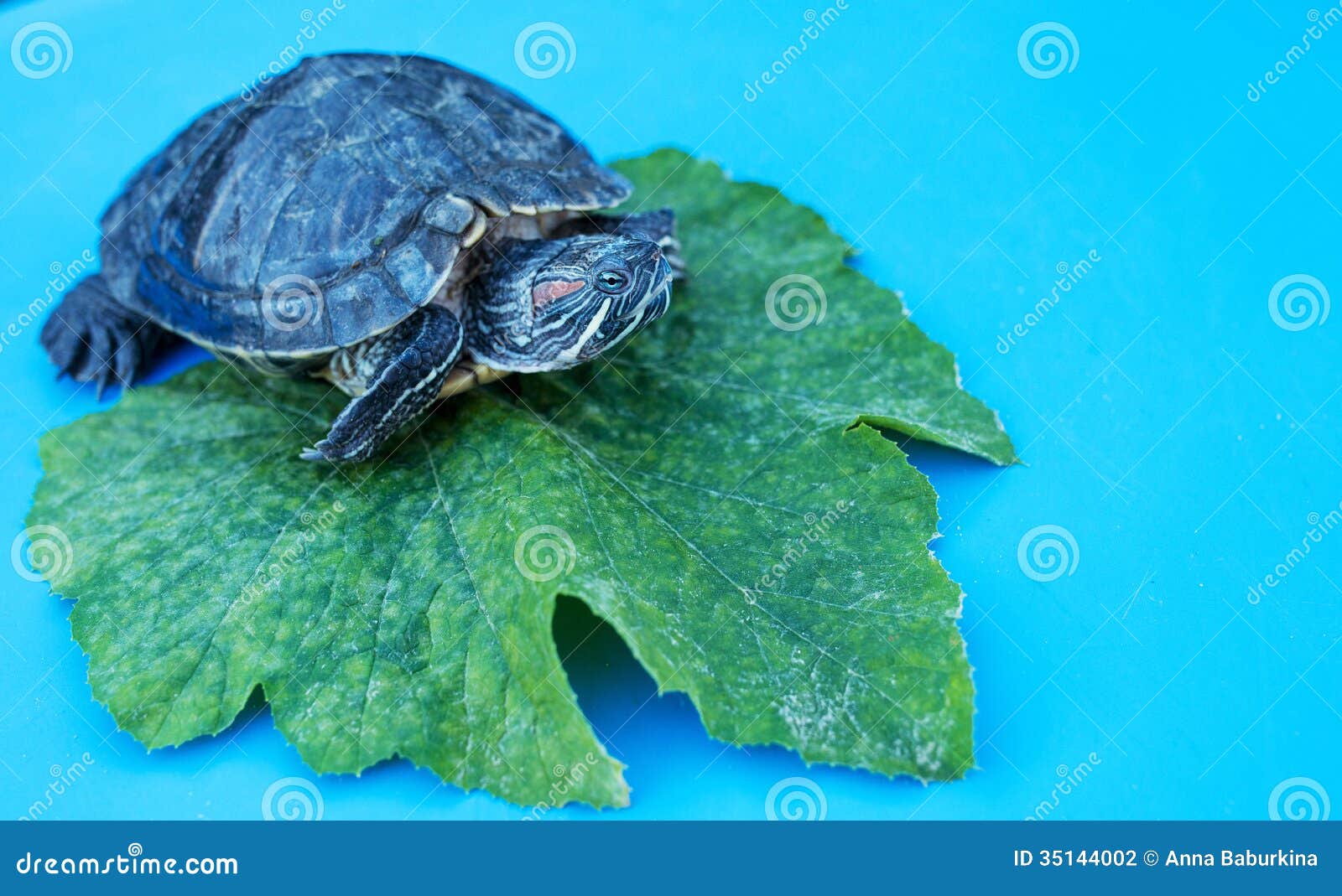 Water Turtle Watching From The Aquarium Royalty-Free Stock Image ...