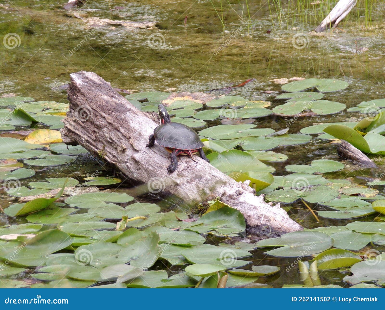 Turtle on Log stock photo. Image of animal, wood, reptile - 262141502