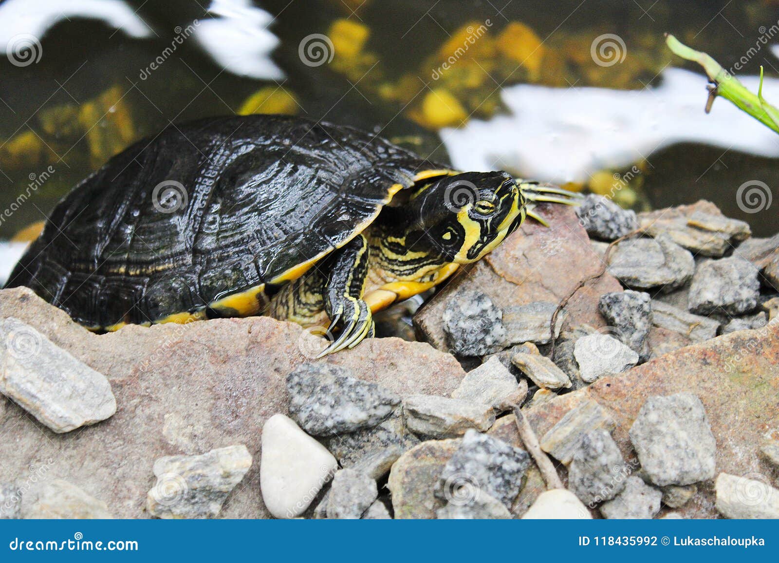 Turtle From Behind View At Maldives Royalty-Free Stock Photo ...