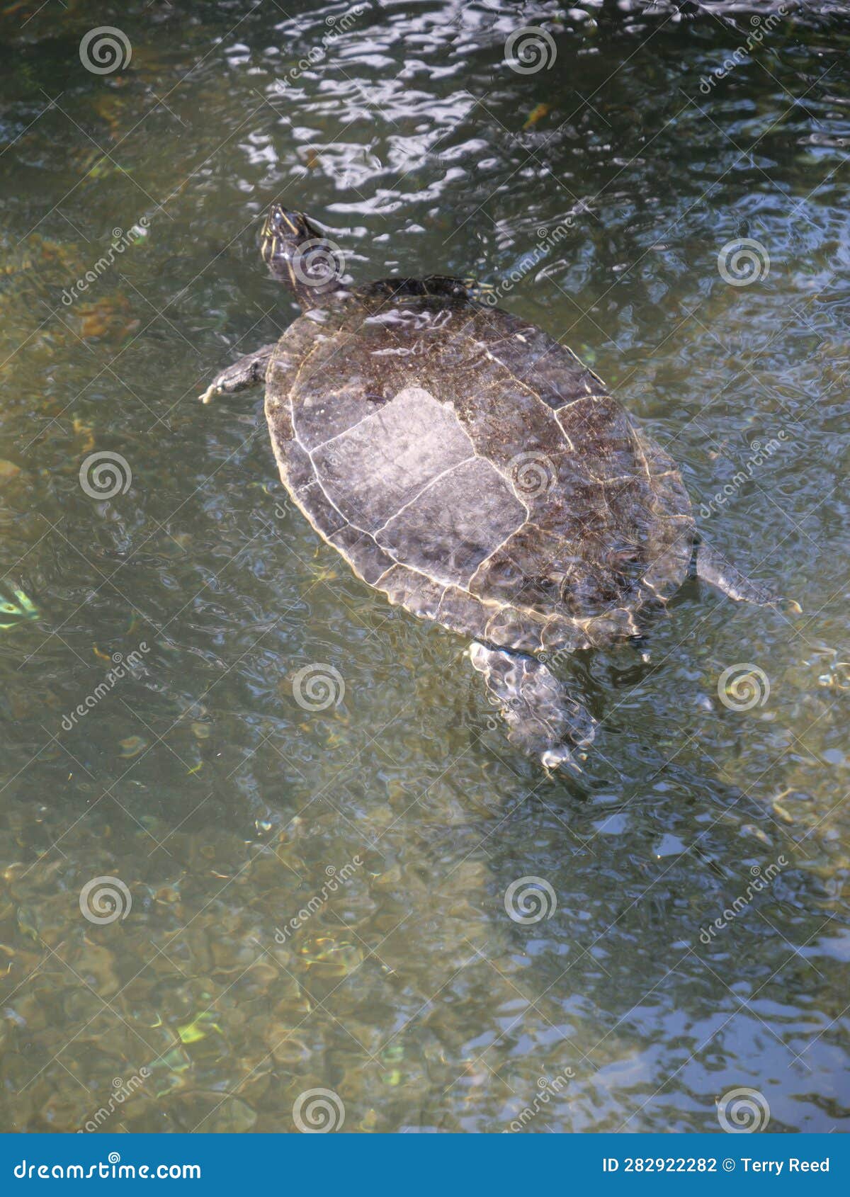 A Water Turtle Swimming in a Pond Stock Photo - Image of amphibian ...