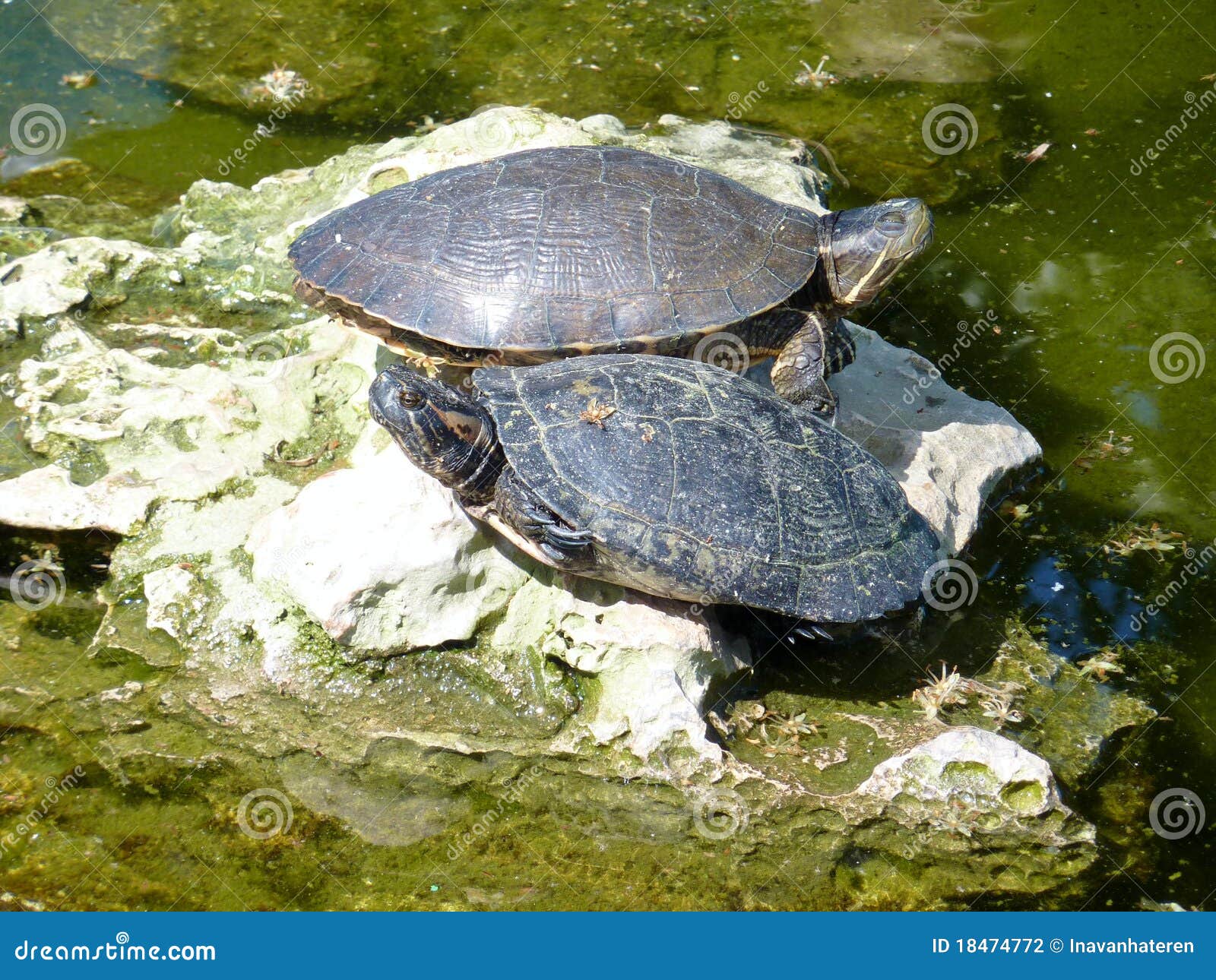 Water turtles stock photo. Image of animals, water, outside - 18474772