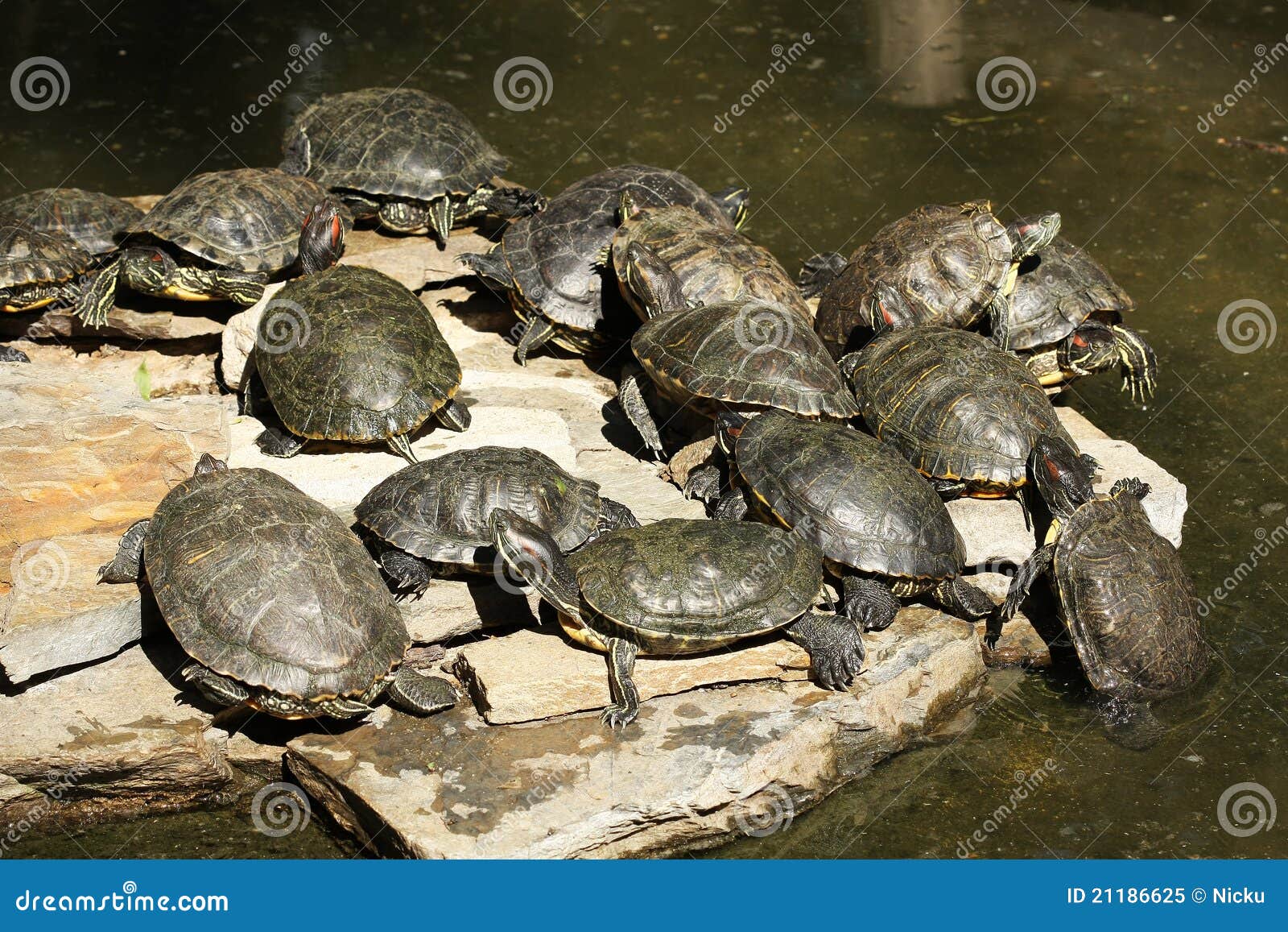 Water turtles stock image. Image of nature, scene, wildlife - 21186625