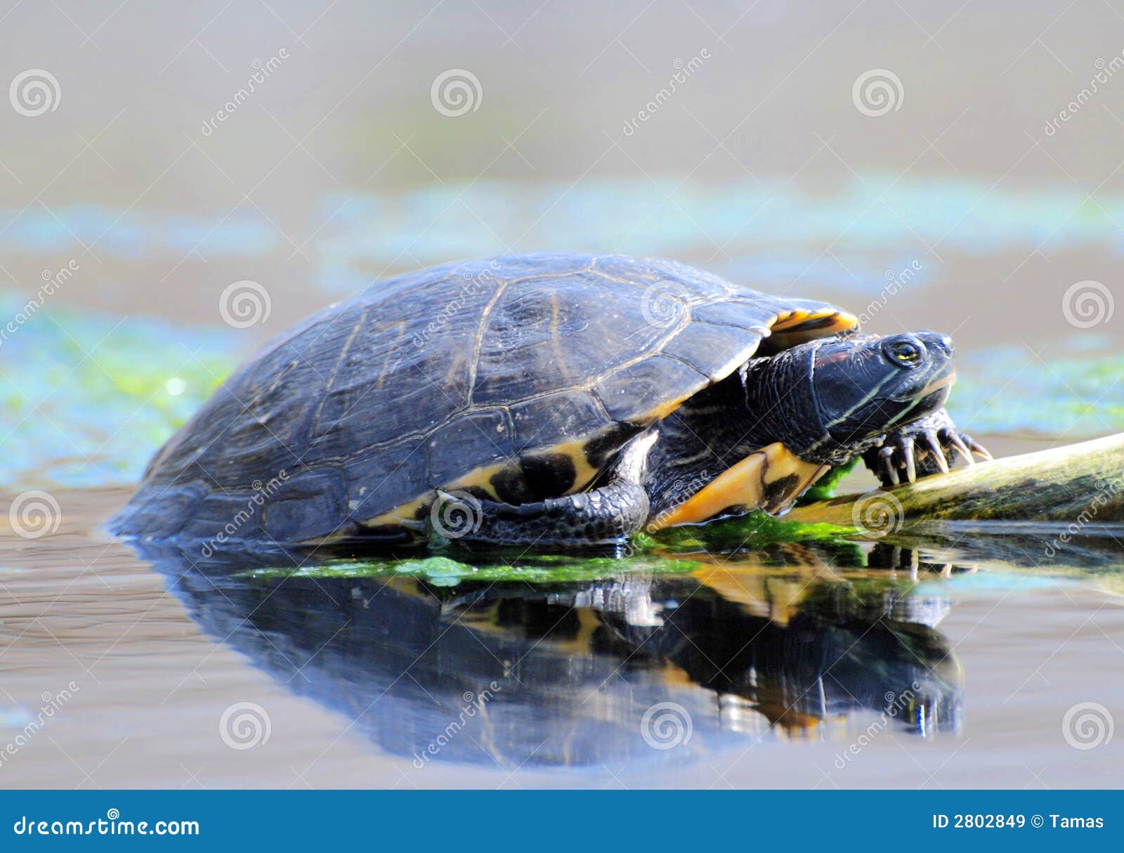 Water Turtles stock image. Image of tortoise, swimmer - 2802849