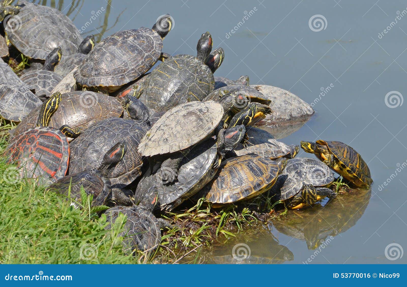 Water Turtles Basking In The Sun Royalty-Free Stock Photography ...