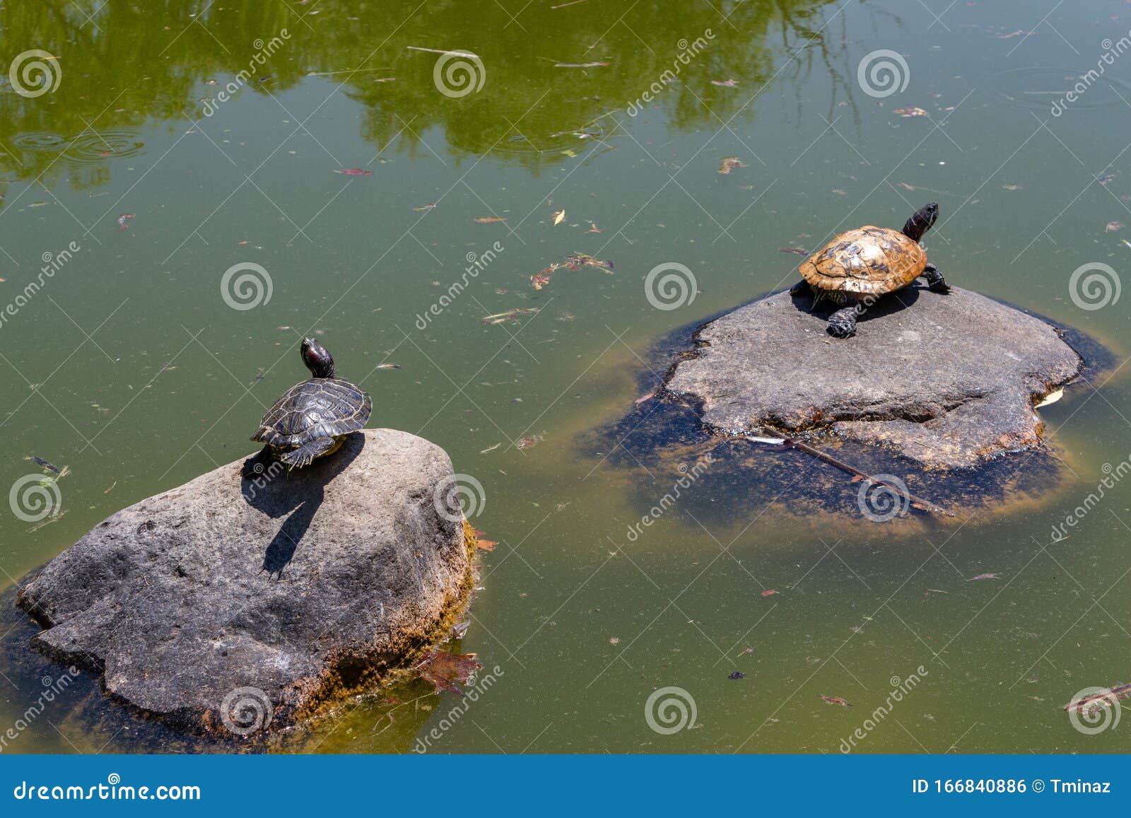 Water Turtles on Rock in Lake on a Sunny Day Stock Photo - Image of ...
