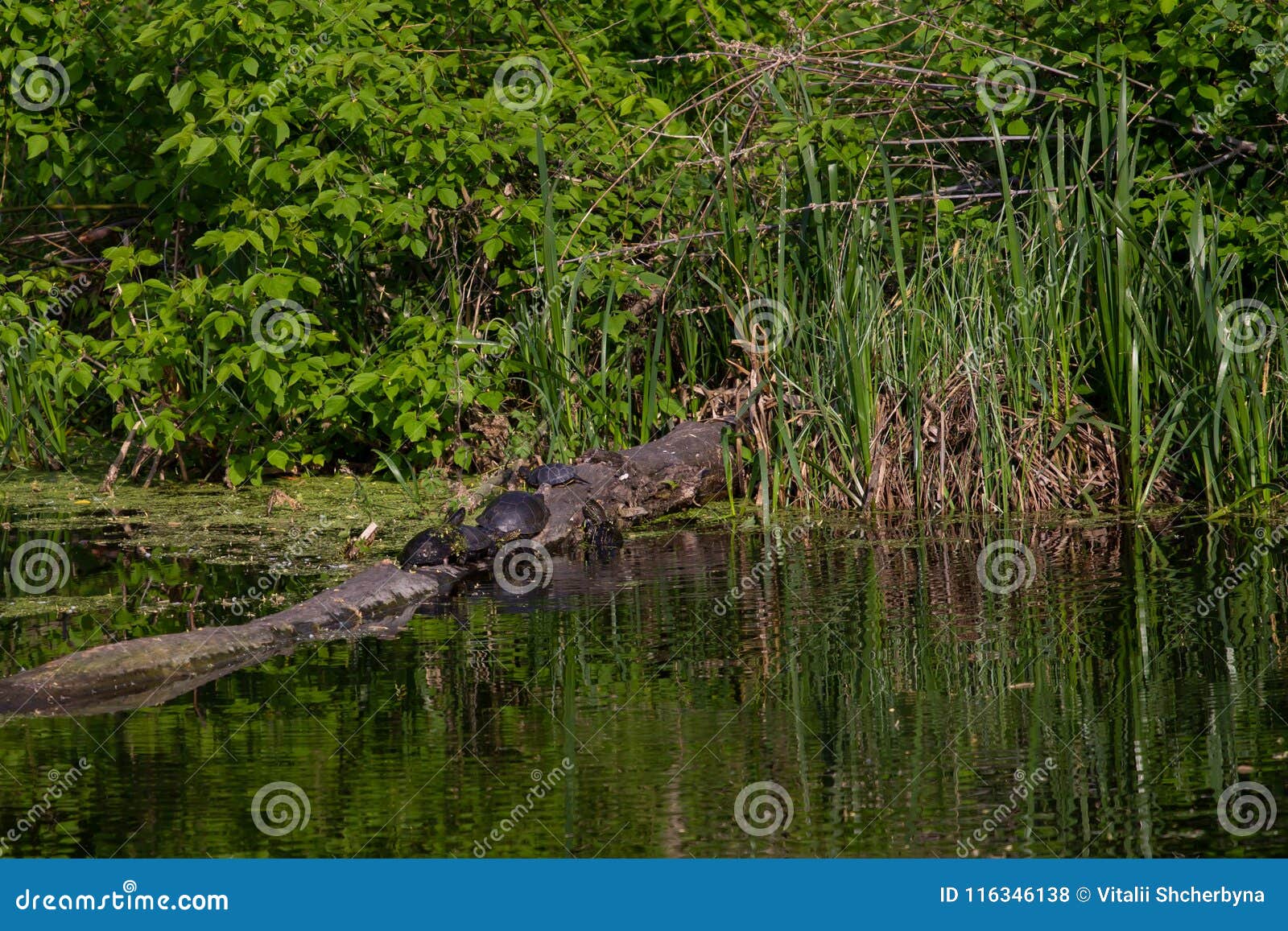 Water Turtles in Row Marching on a Log Stock Photo - Image of reptile ...