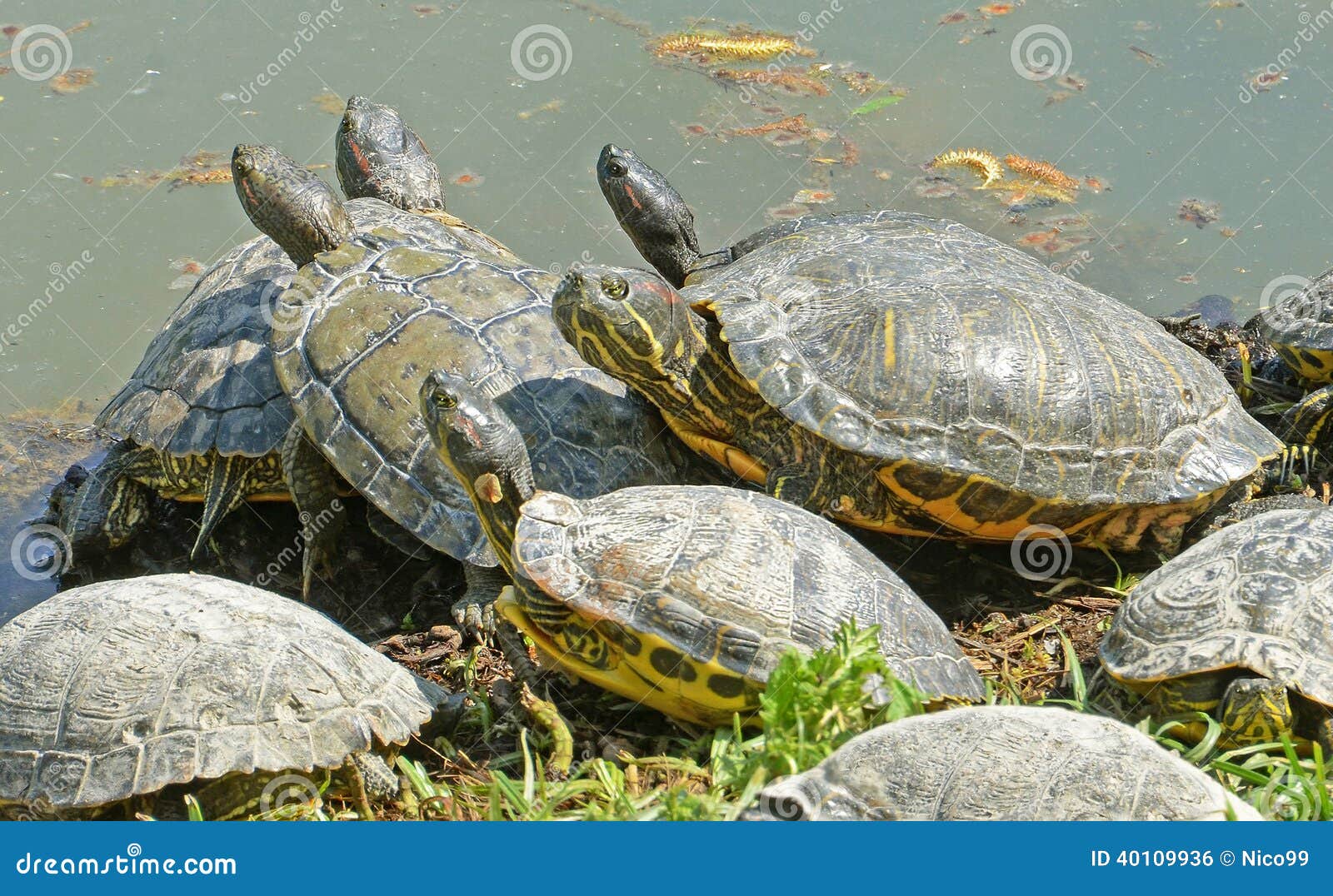 Water Turtles Under the Sun Stock Photo - Image of ethology, zoology ...