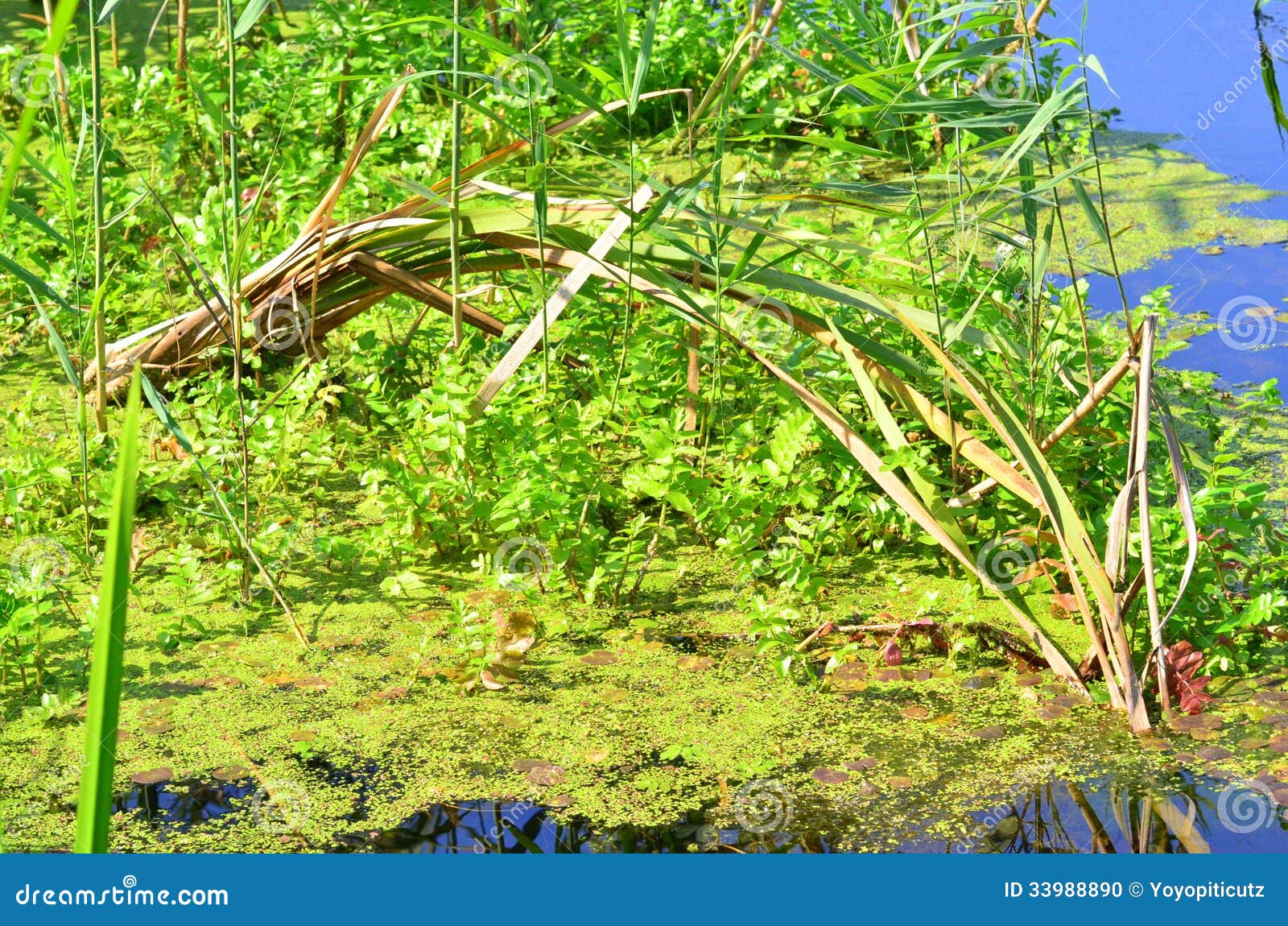 Water vegetation stock photo. Image of environment, danubian - 33988890