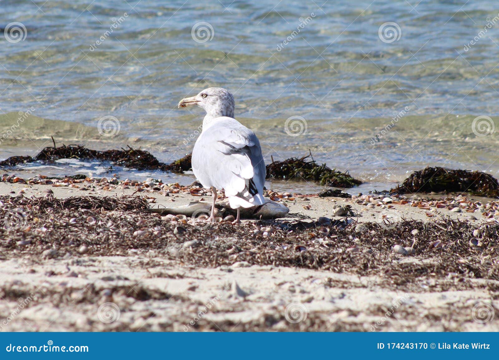 Seagulls on Cape Cod beach stock photo. Image of house - 174243170