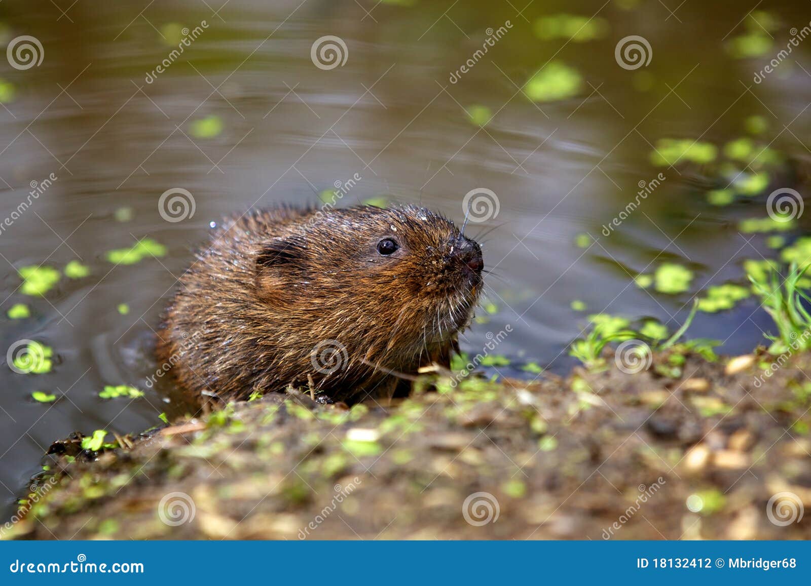 A water vole on a bank stock photo. Image of nature, england - 18132412