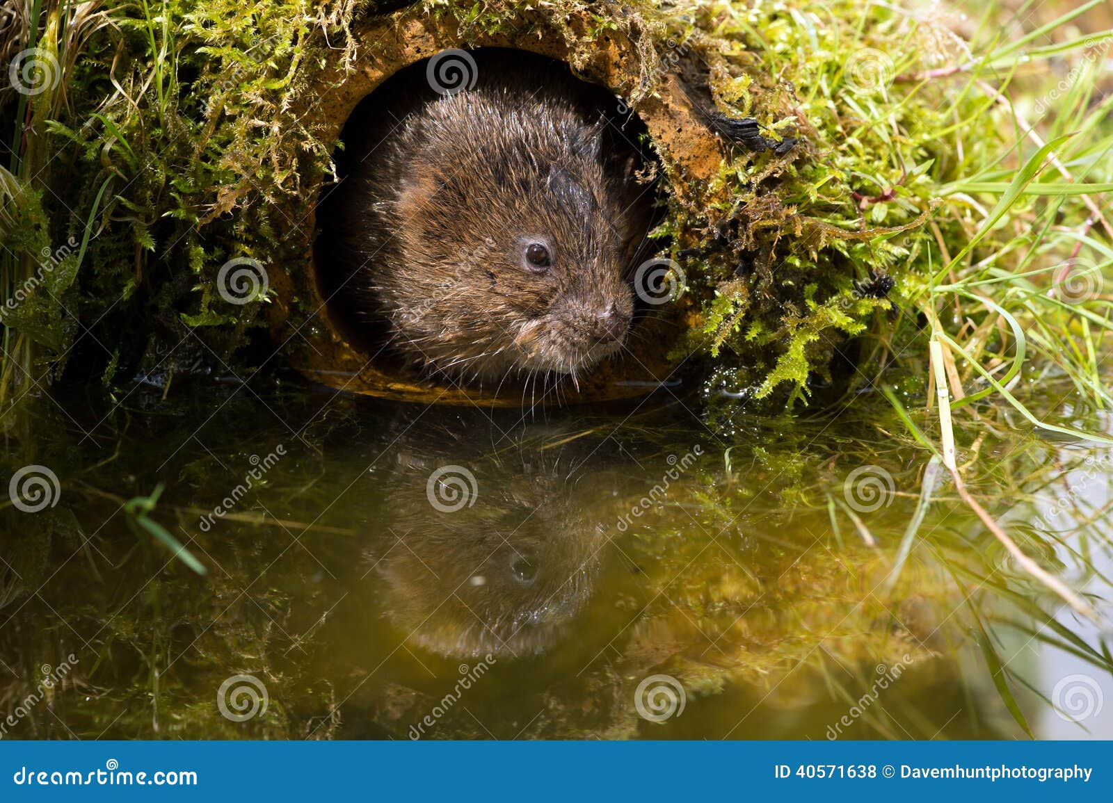 Water Vole stock photo. Image of river, creature, wilderness - 40571638