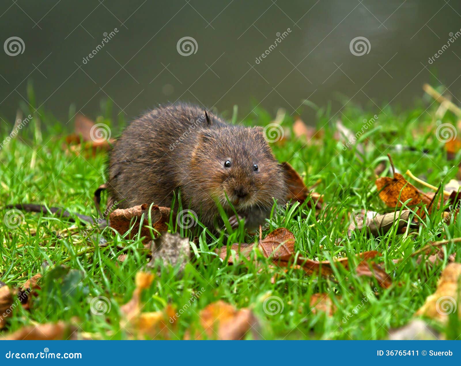 Water Vole stock image. Image of england, river, amphibus - 36765411